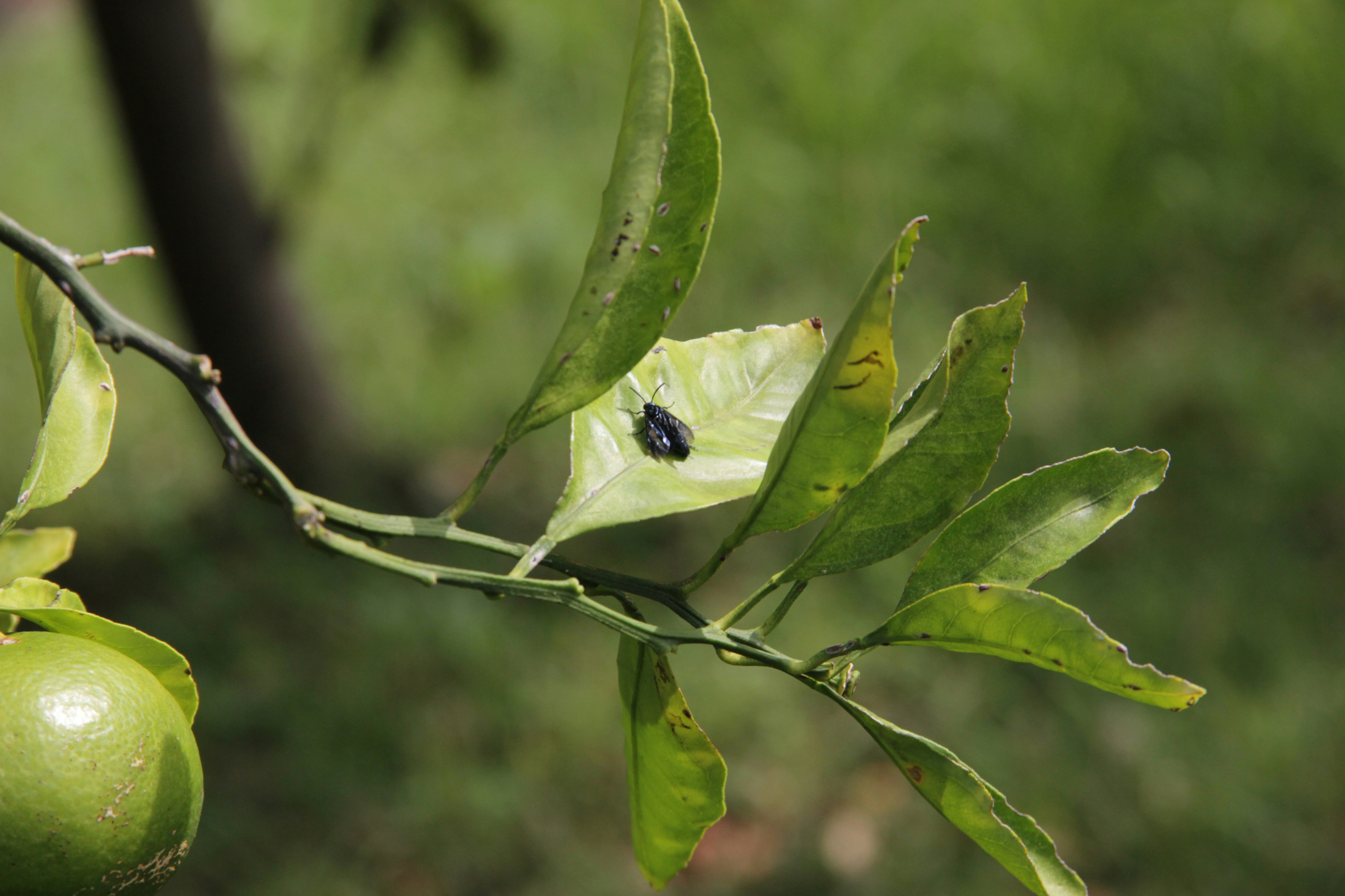 Beetle on a Citrus Vein: a tiny dark subject on a sunlit leaf
