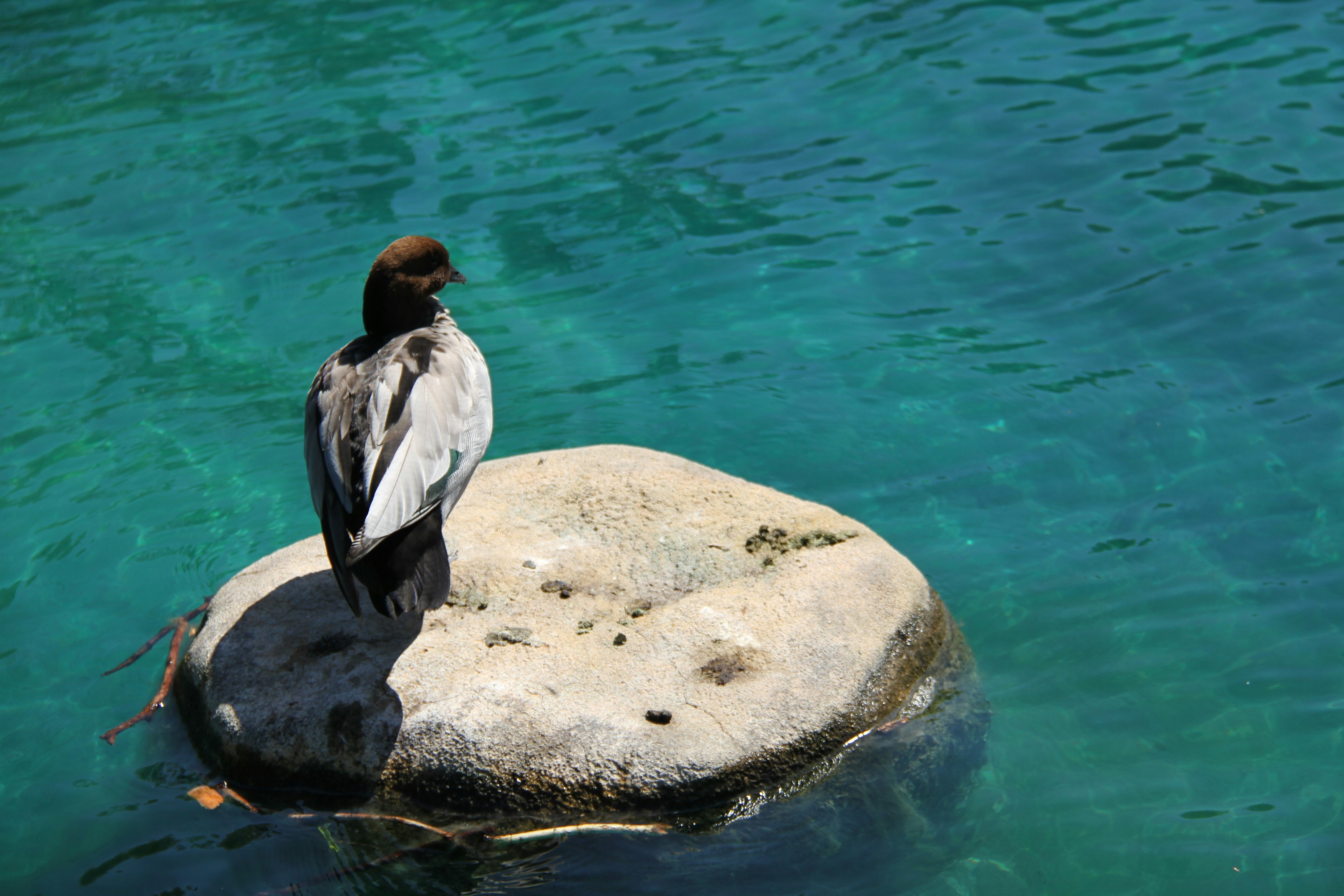 水中の岩の上に座っている鳥の写真 – Unsplashの無料オーストラリア写真