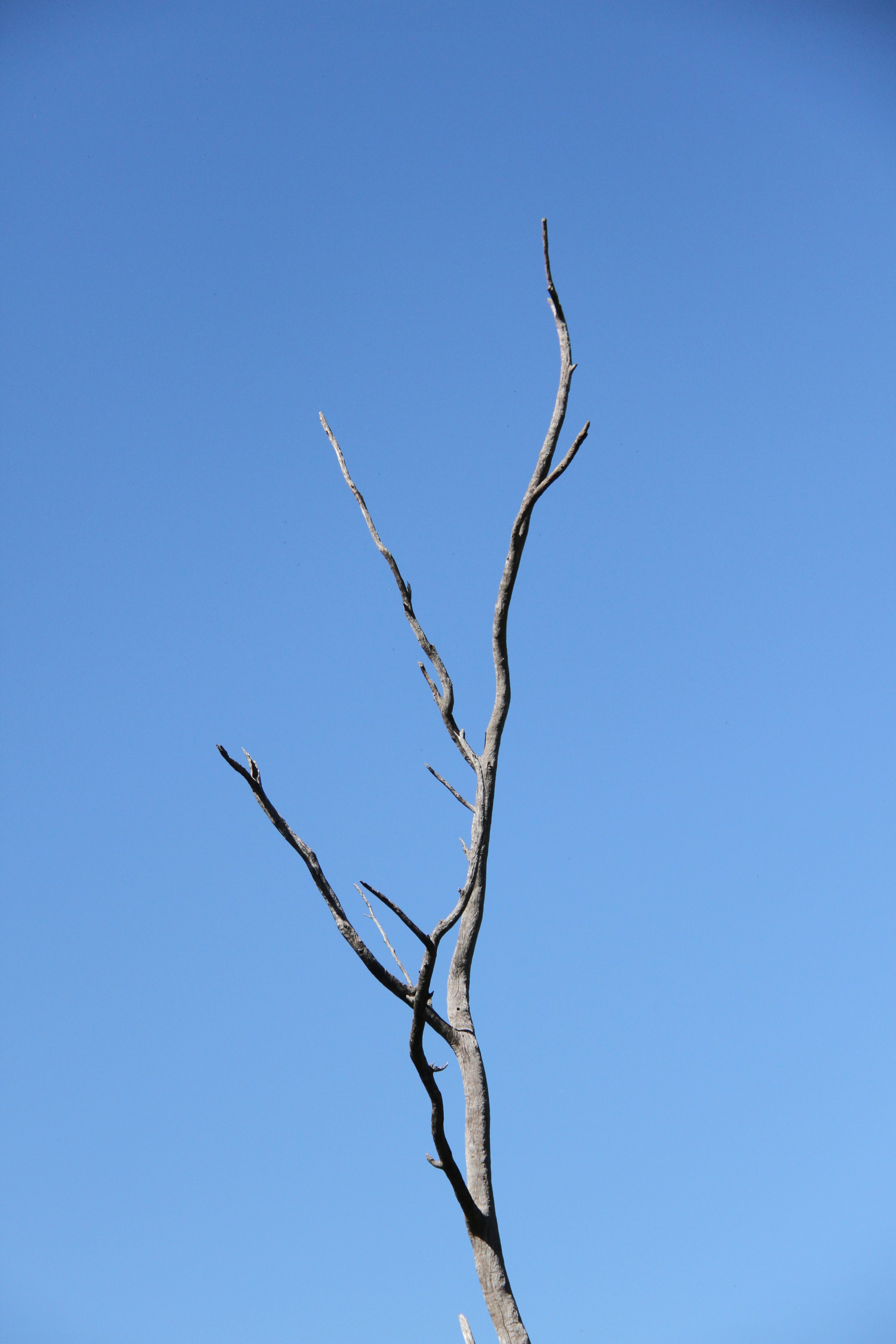 잎이없는 나무 사진 – Unsplash의 무료 동물 이미지