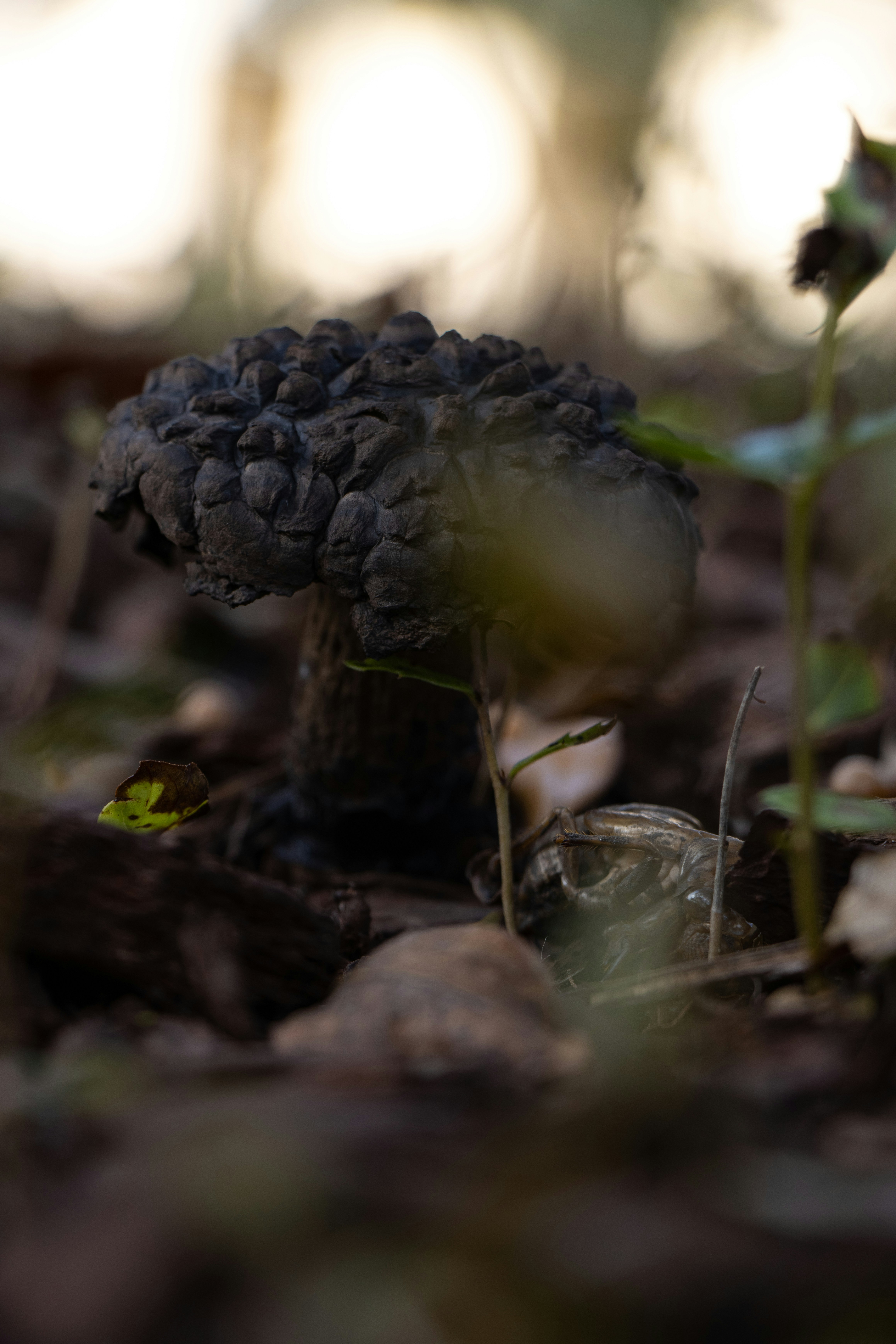 Blackened Puffball Rising from Shadowed Leaf Litter