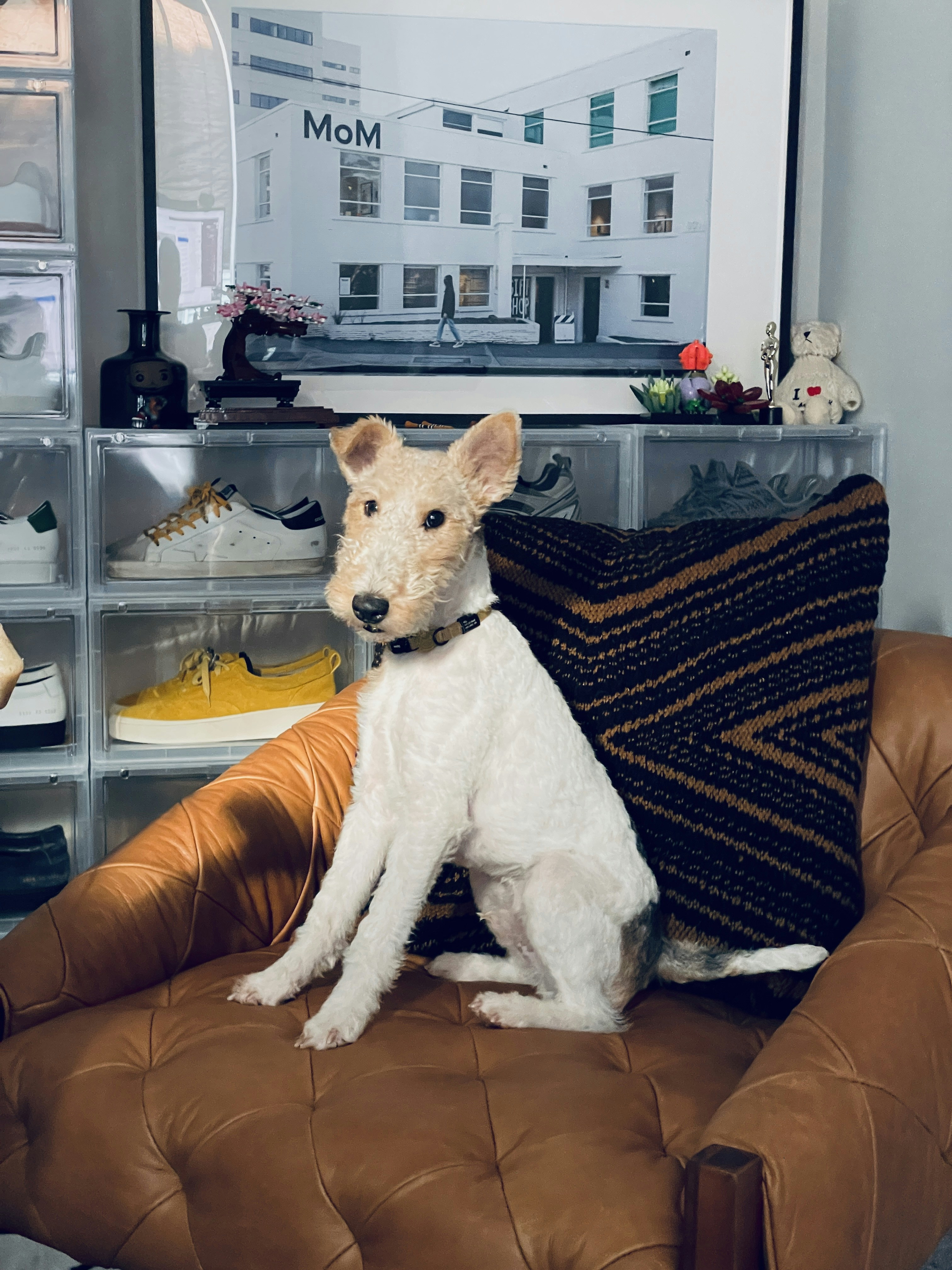Whiskered Watcher on a Leather Sofa: A Quiet Moment Amid Sneakers and Wall Art