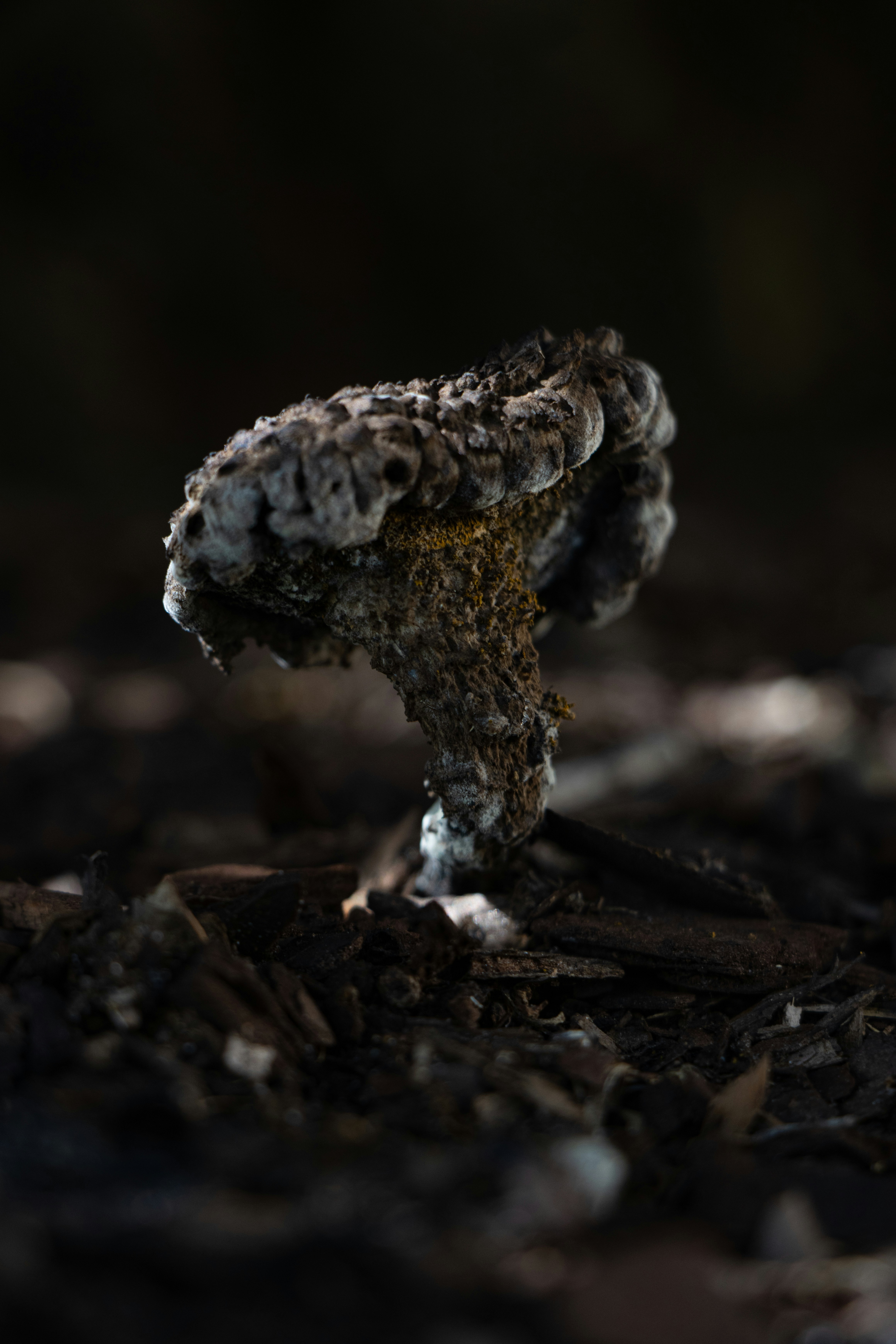 Shadowed Crown: A Tiny Mushroom Rising from Damp Leaf Litter
