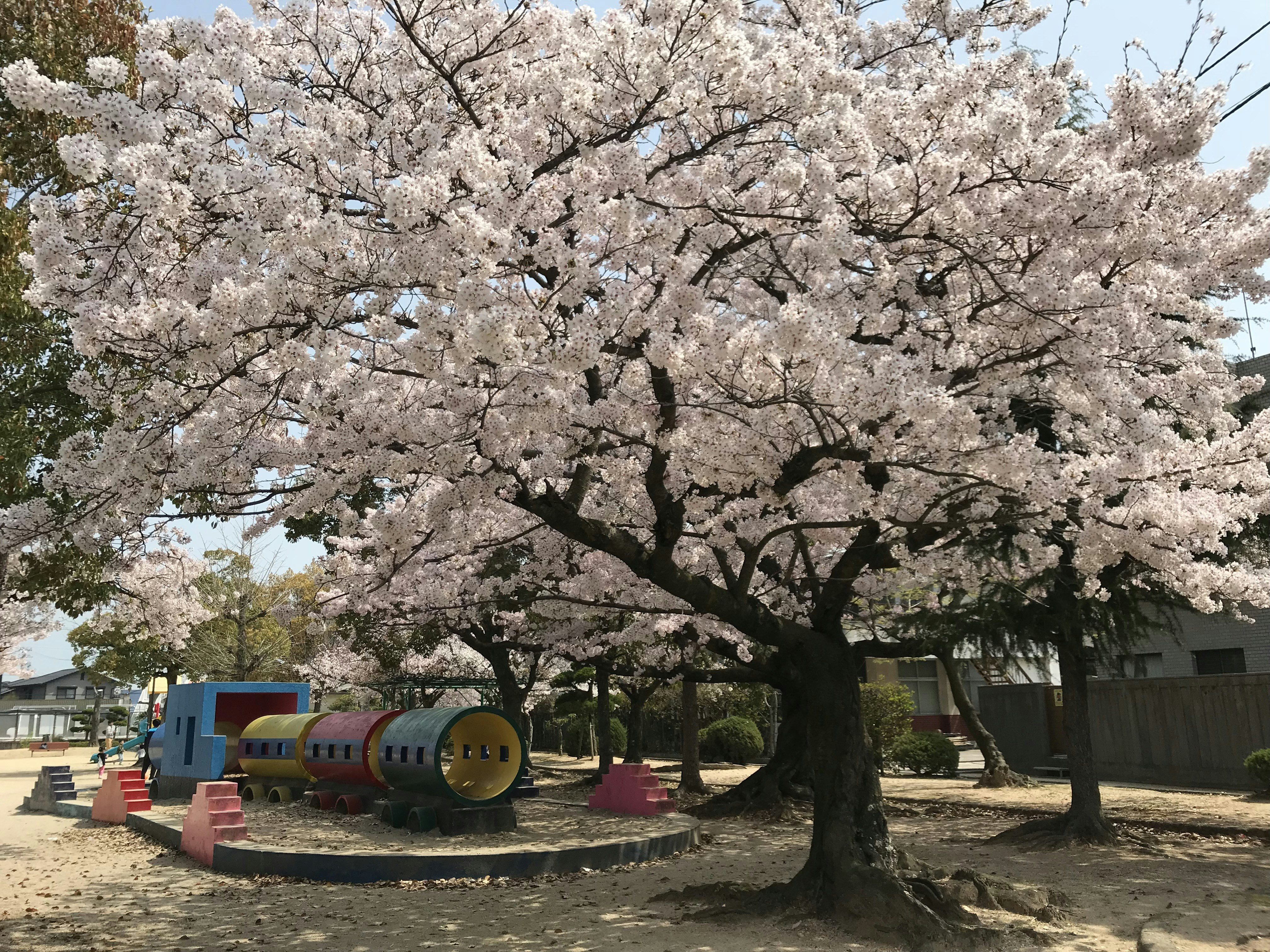 a tree with white flowers