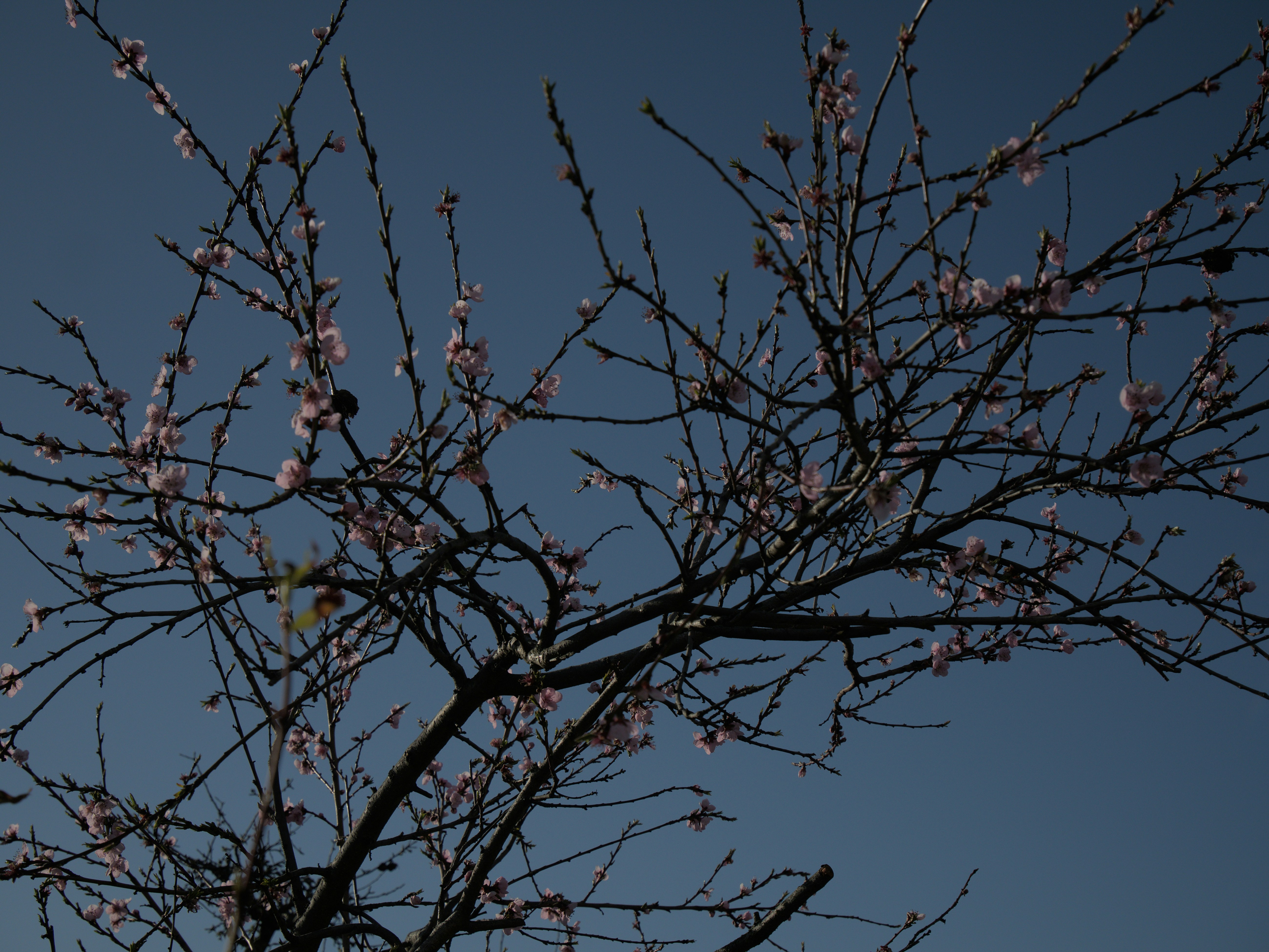 Delicate cherry blossom branches reaching skyward against a clear blue backdrop.