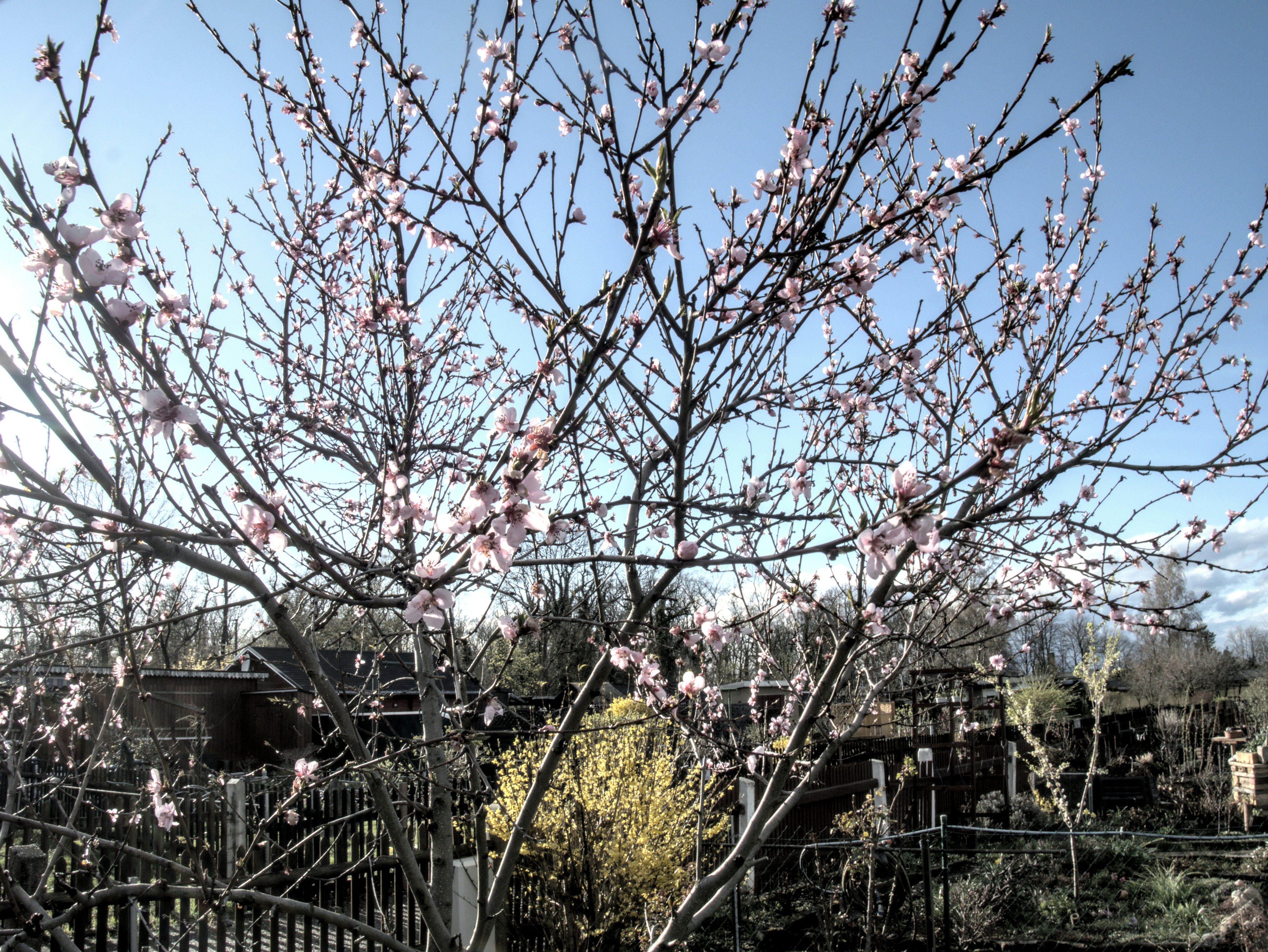 Blossoms Framing a Quiet Yard