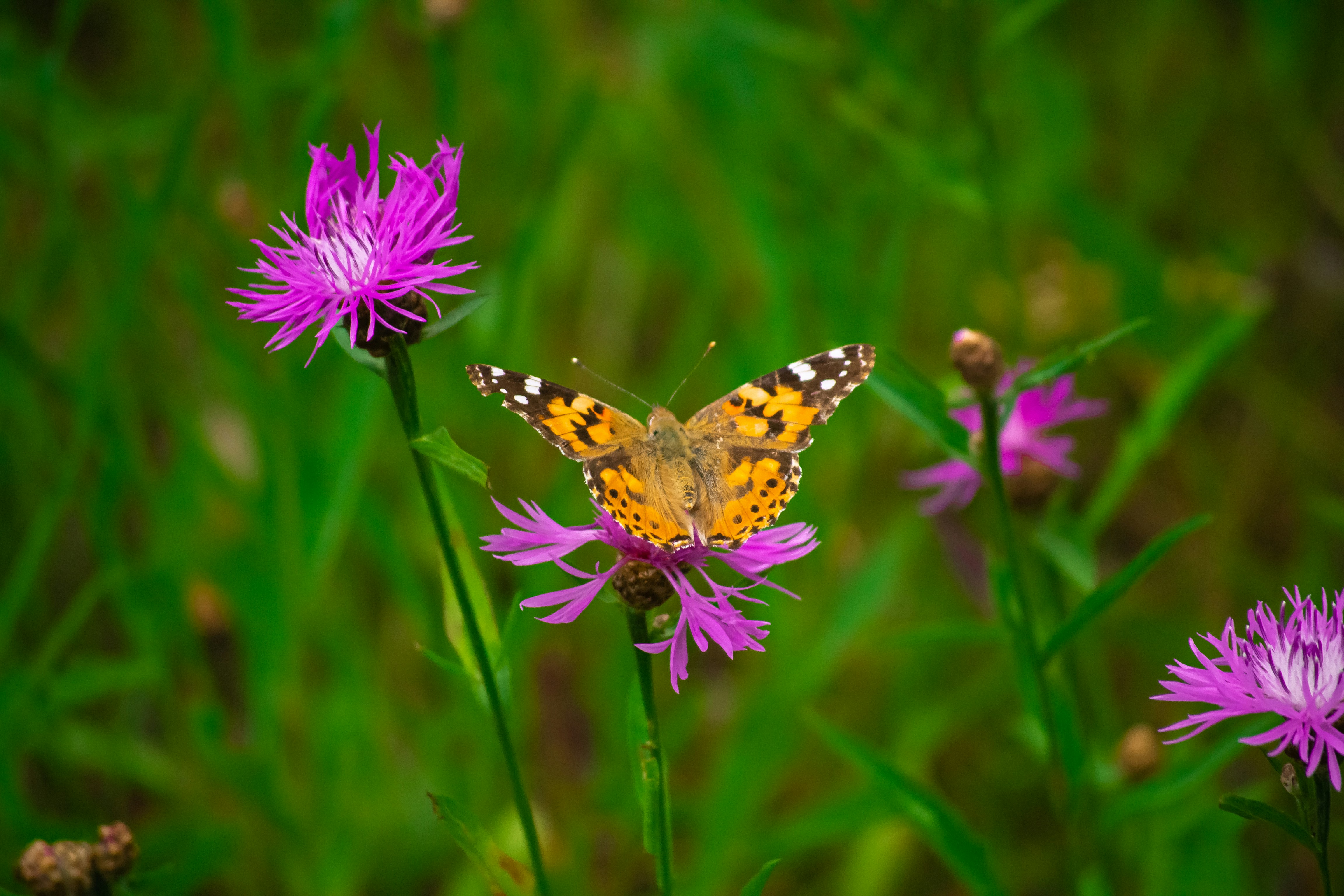 A butterfly on a flower photo – Free Russia Image on Unsplash