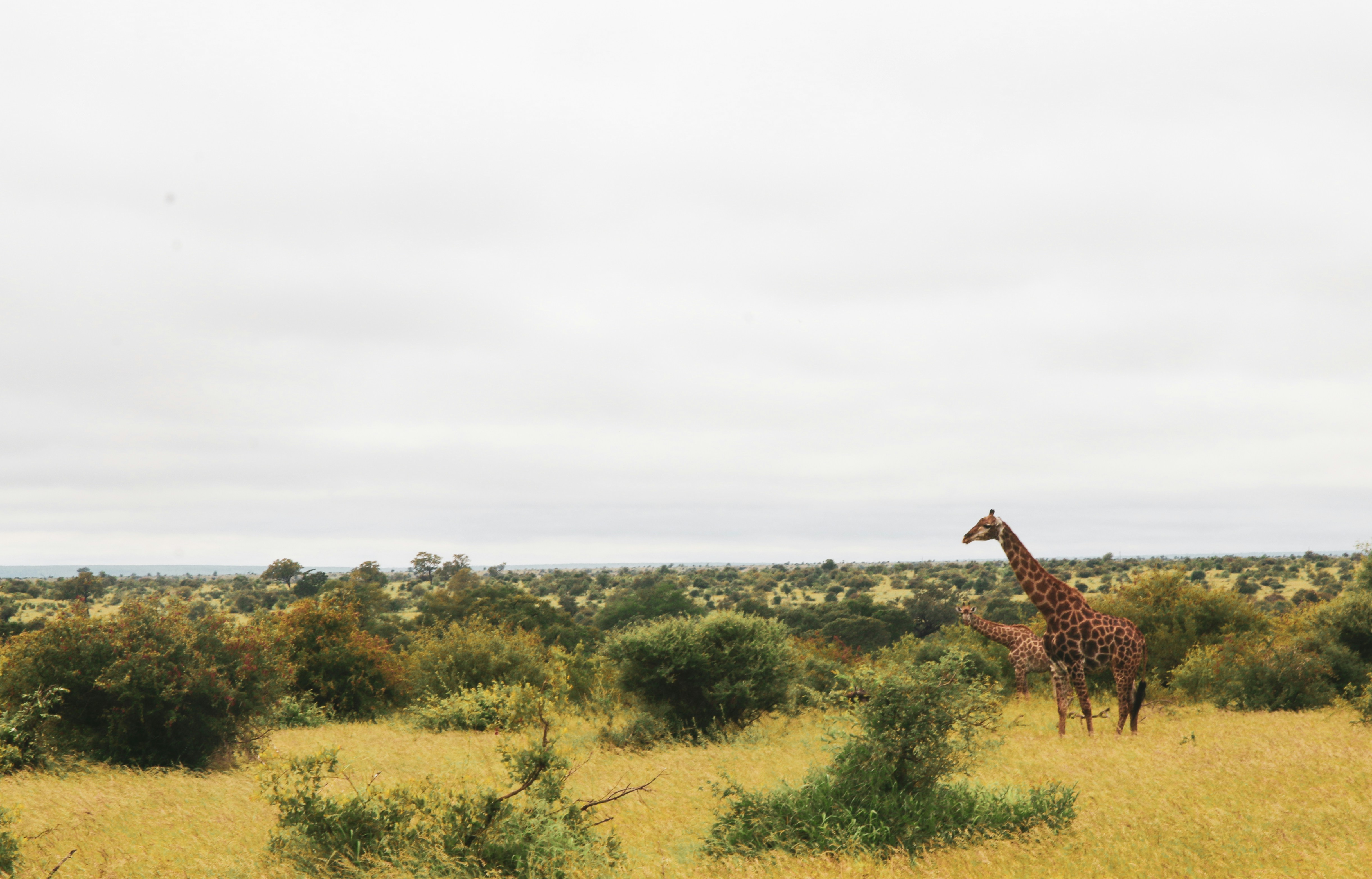 Giraffes in a grassland photo – Free Giraffe Image on Unsplash
