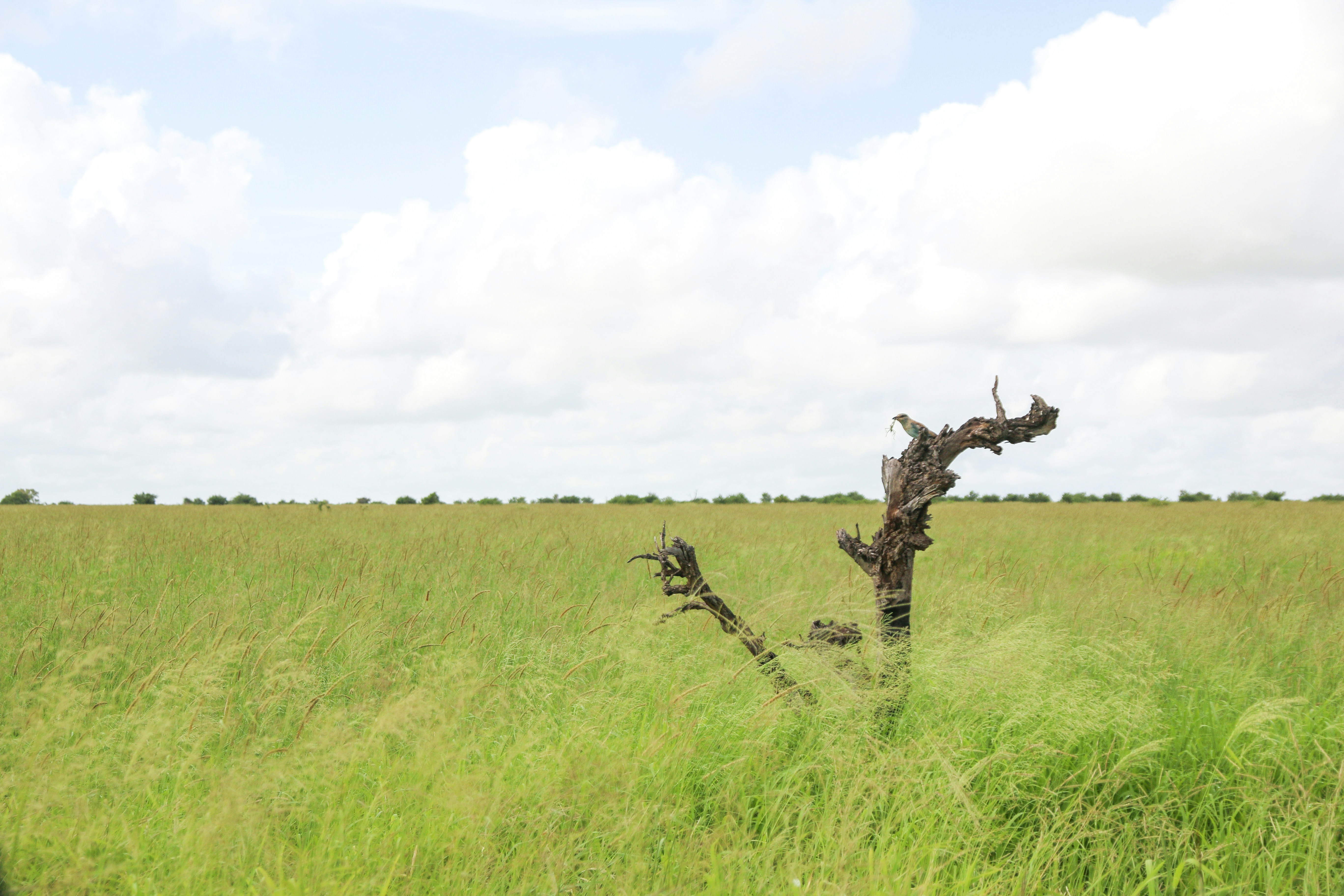 Solitary Branch Reigns Over the Prairie Sea Under a Quiet Sky