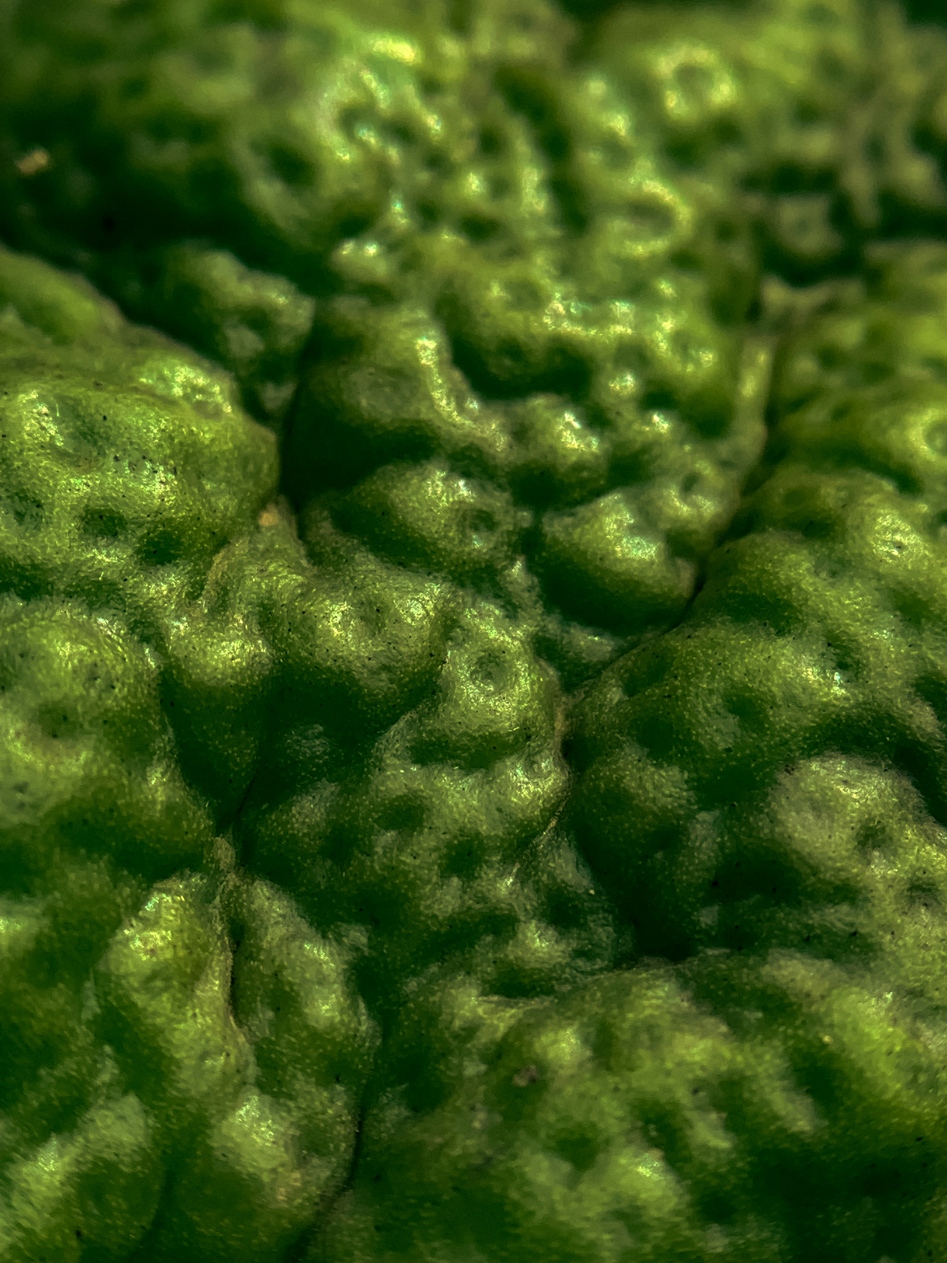 a close up of a green plant