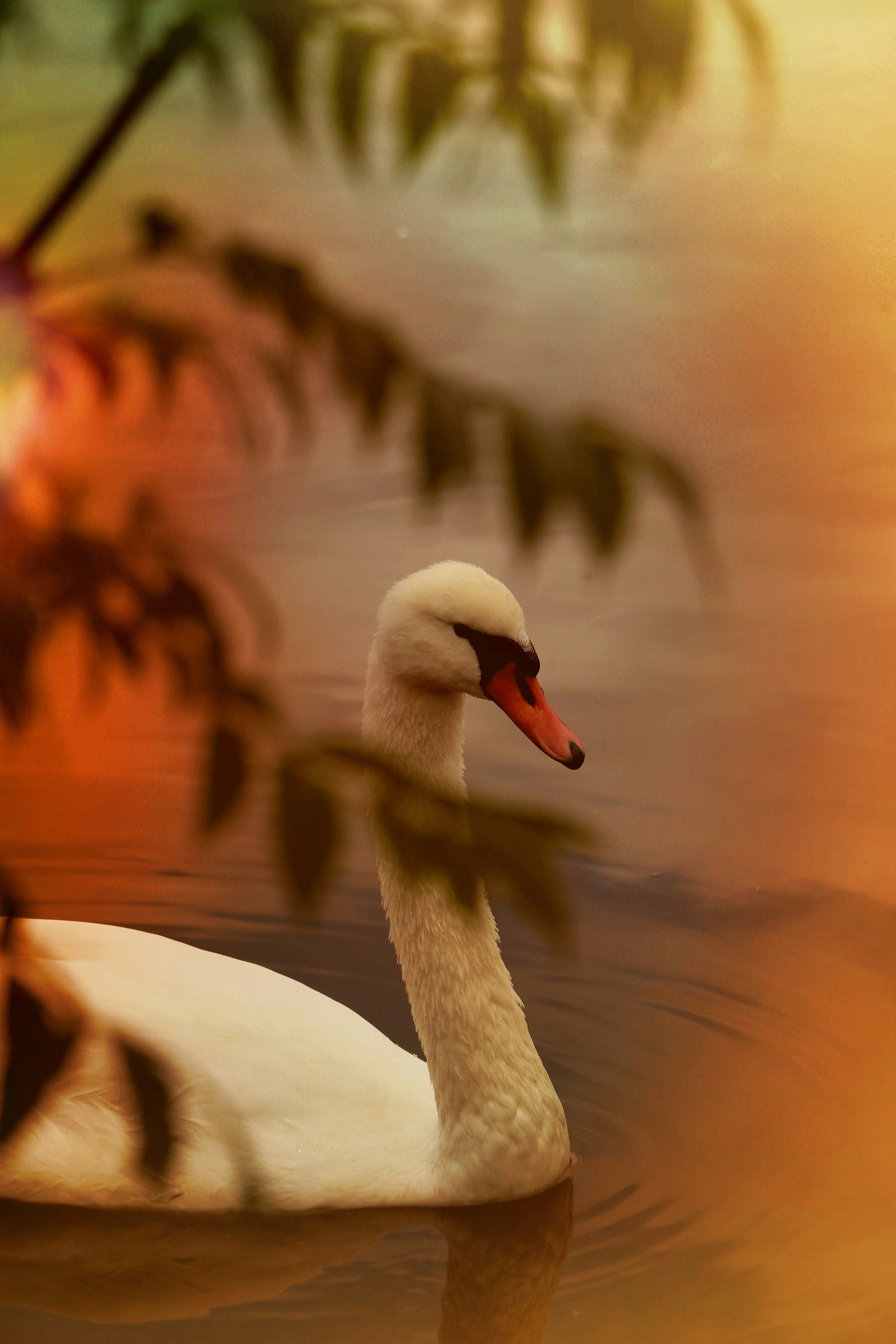 Graceful Swan in Warm Evening Calm