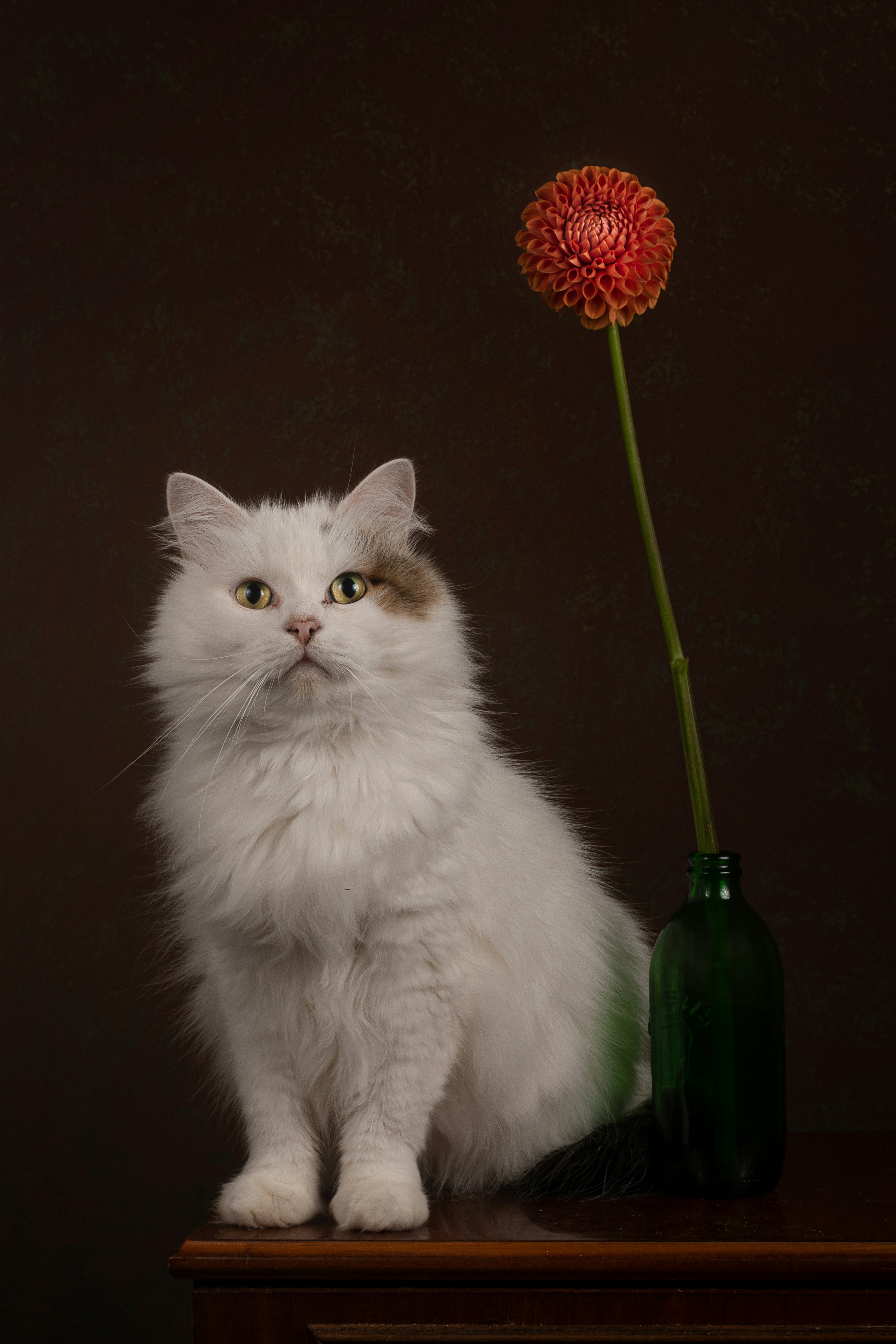 Cat and flower
