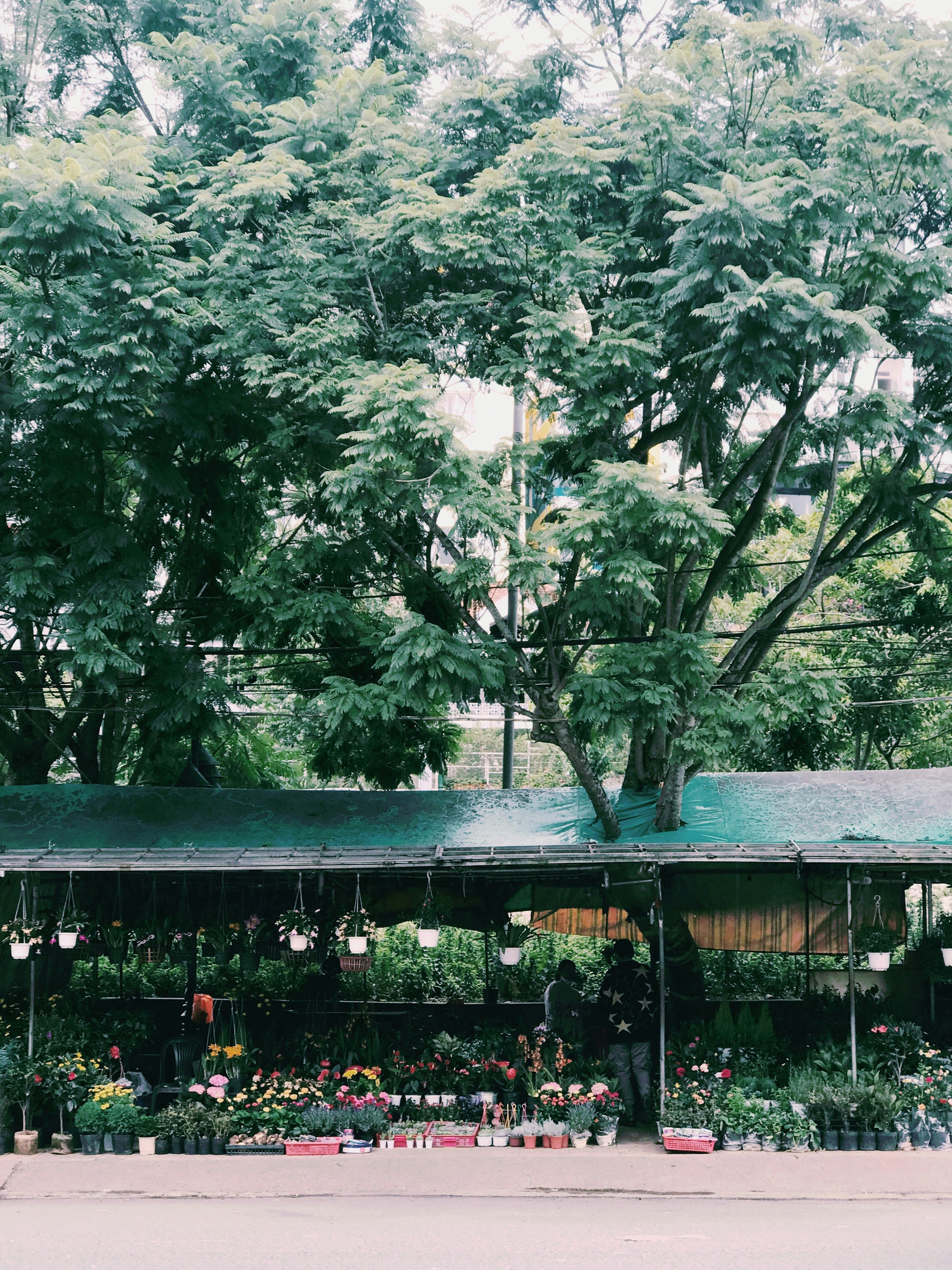 Shade Beneath the Green Canopy: A Street Florist Under the Tree