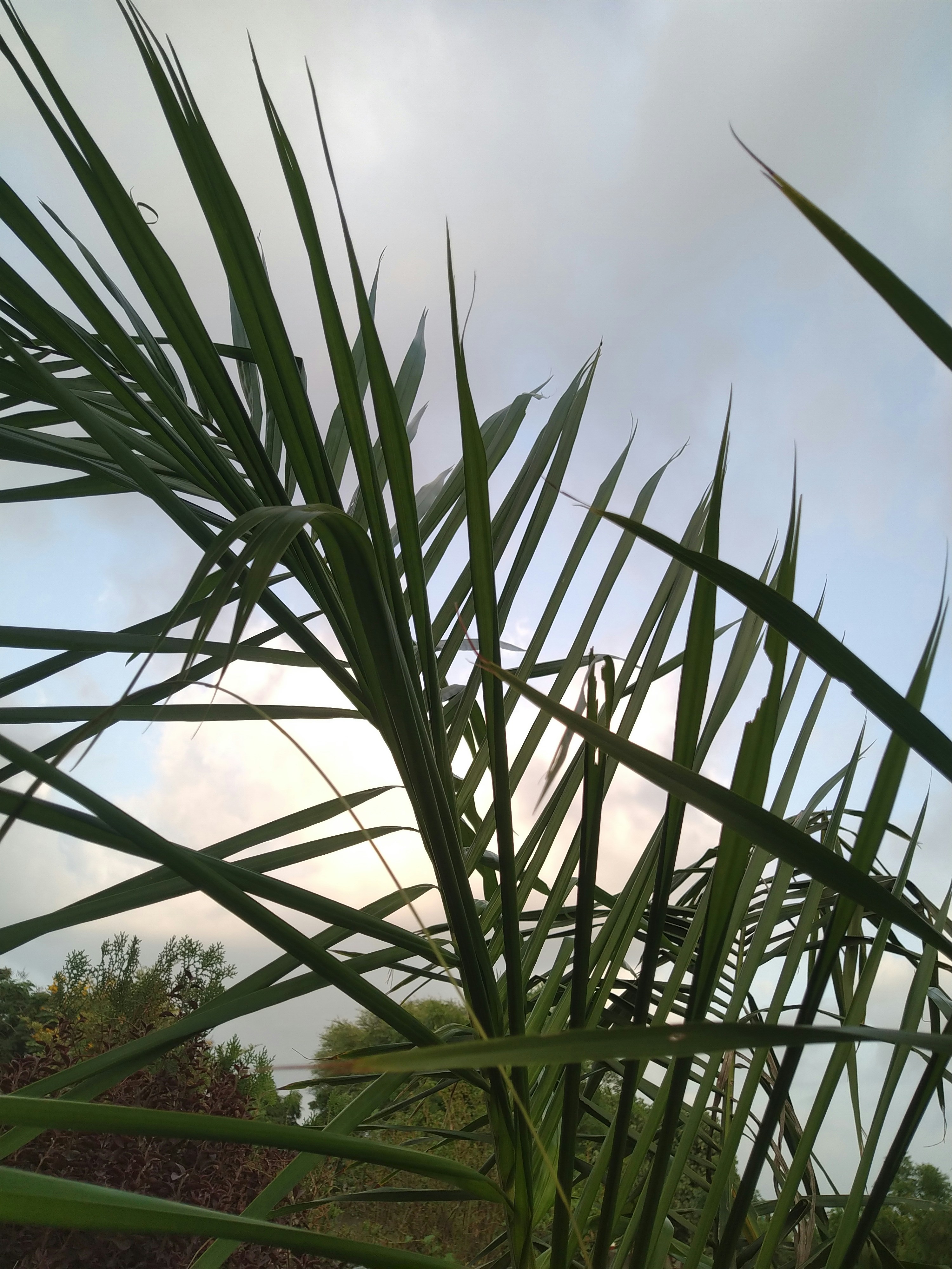 Close-up photograph of palm fronds against a pale sky, creating a textured, geometric pattern of green blades. It emphasizes natural lines and depth.
