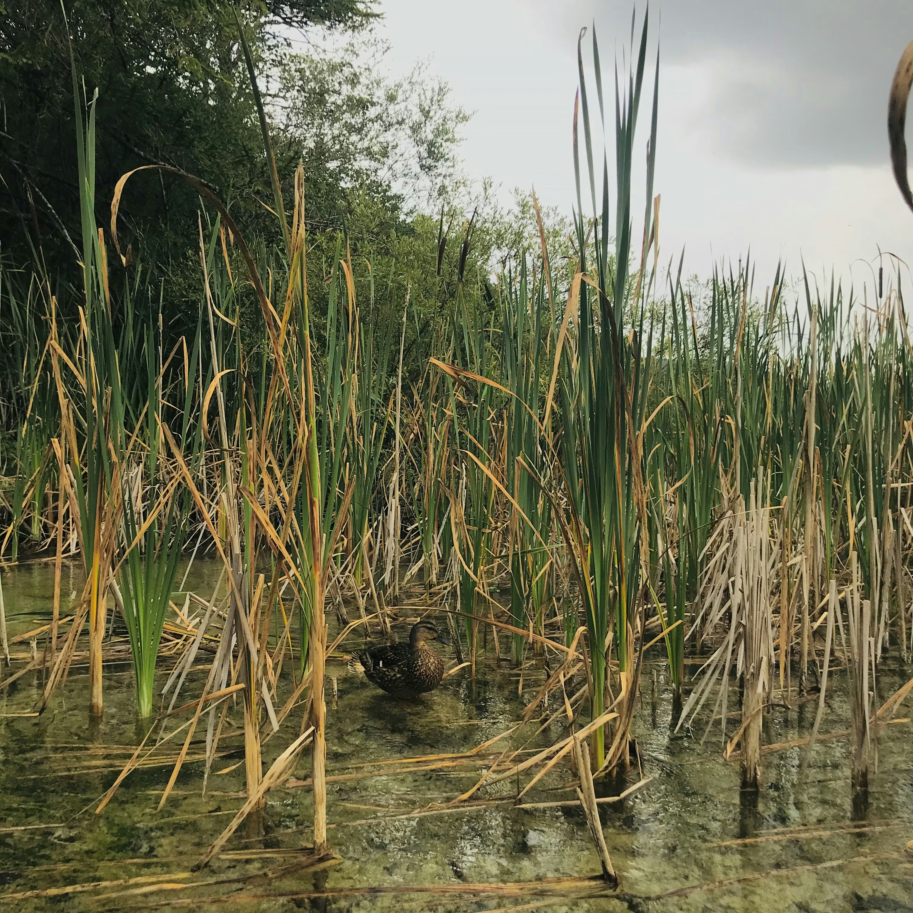 Mallard in the Quiet Marsh: Reeds, Reflections, and Morning Light