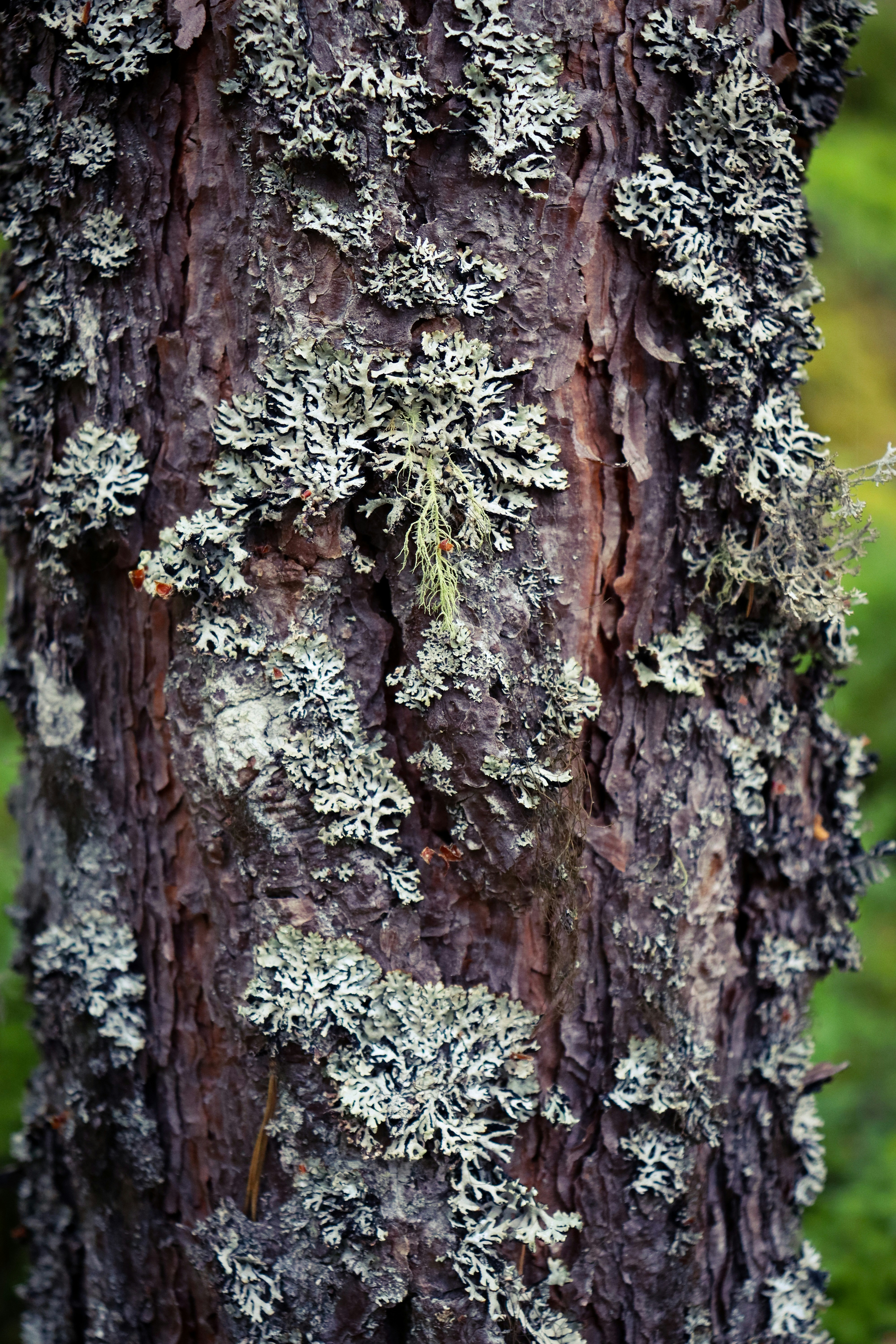 Lichen Lace on Weathered Bark: A Micro Landscape