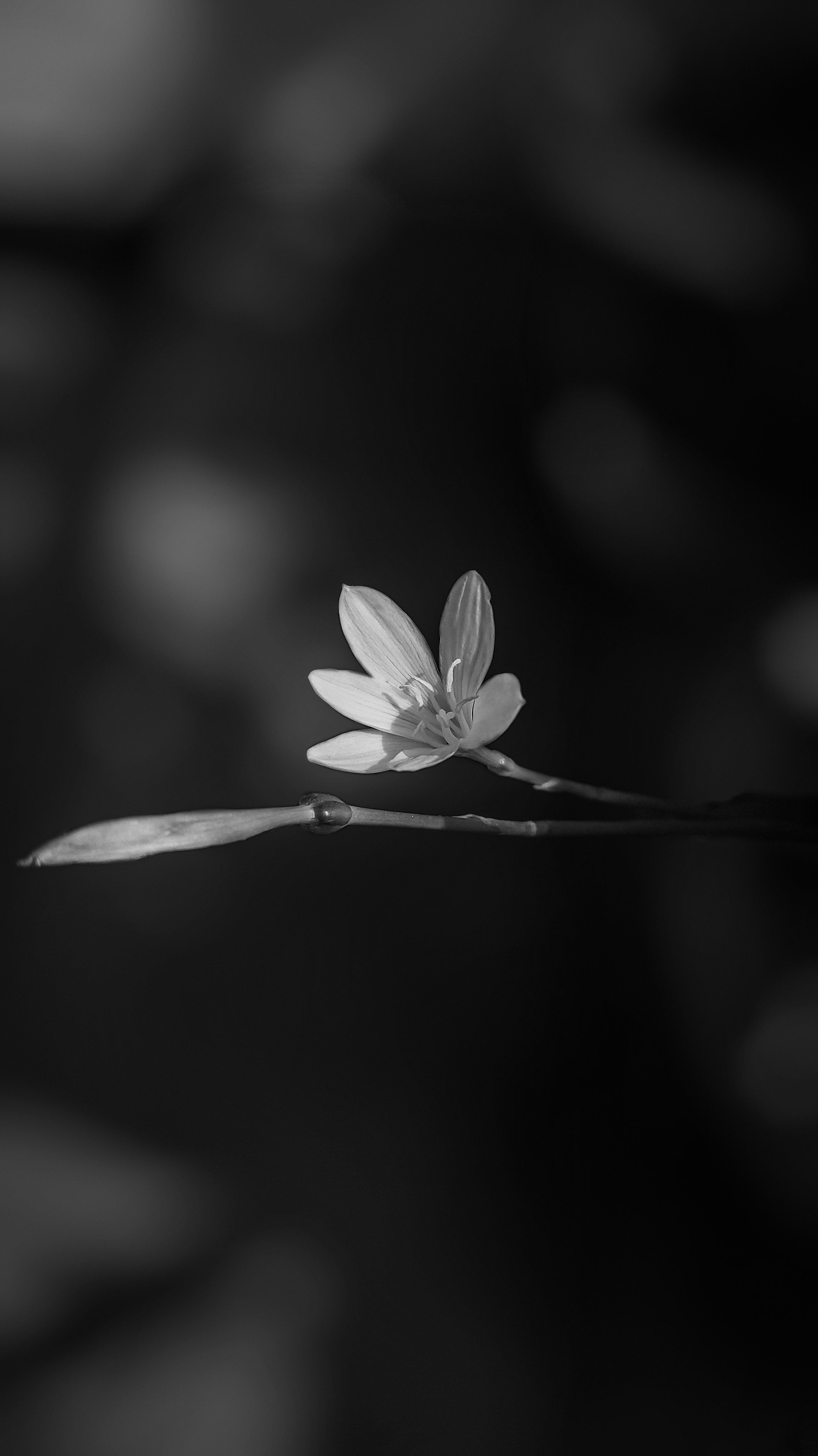 Delicate white flower perched on a slender stem, set against a softly blurred background. A single droplet of water clings to the leaf, enhancing the serene atmosphere.