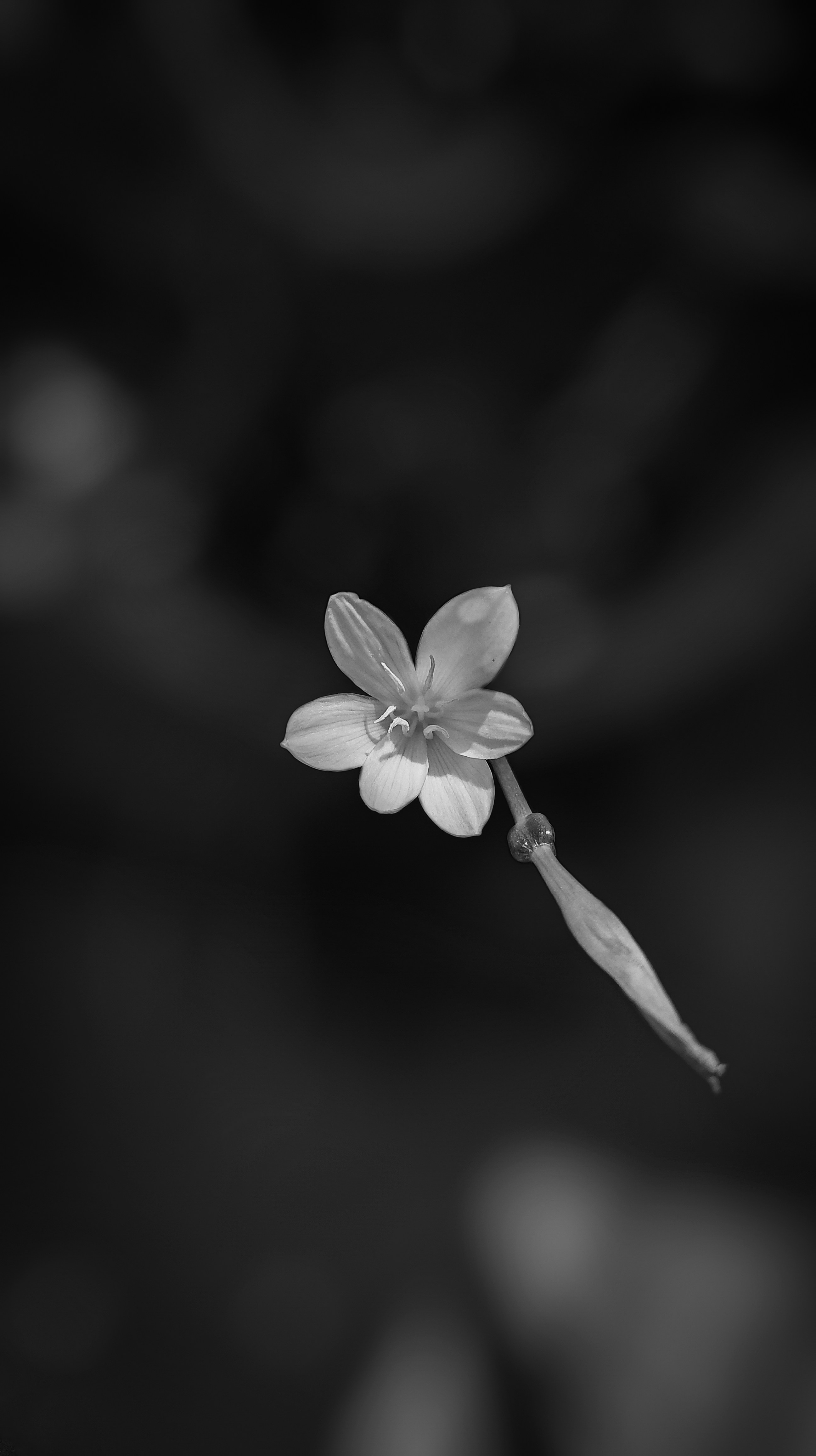 Delicate white flower stands alone against a blurred backdrop, highlighting its intricate details and graceful form.