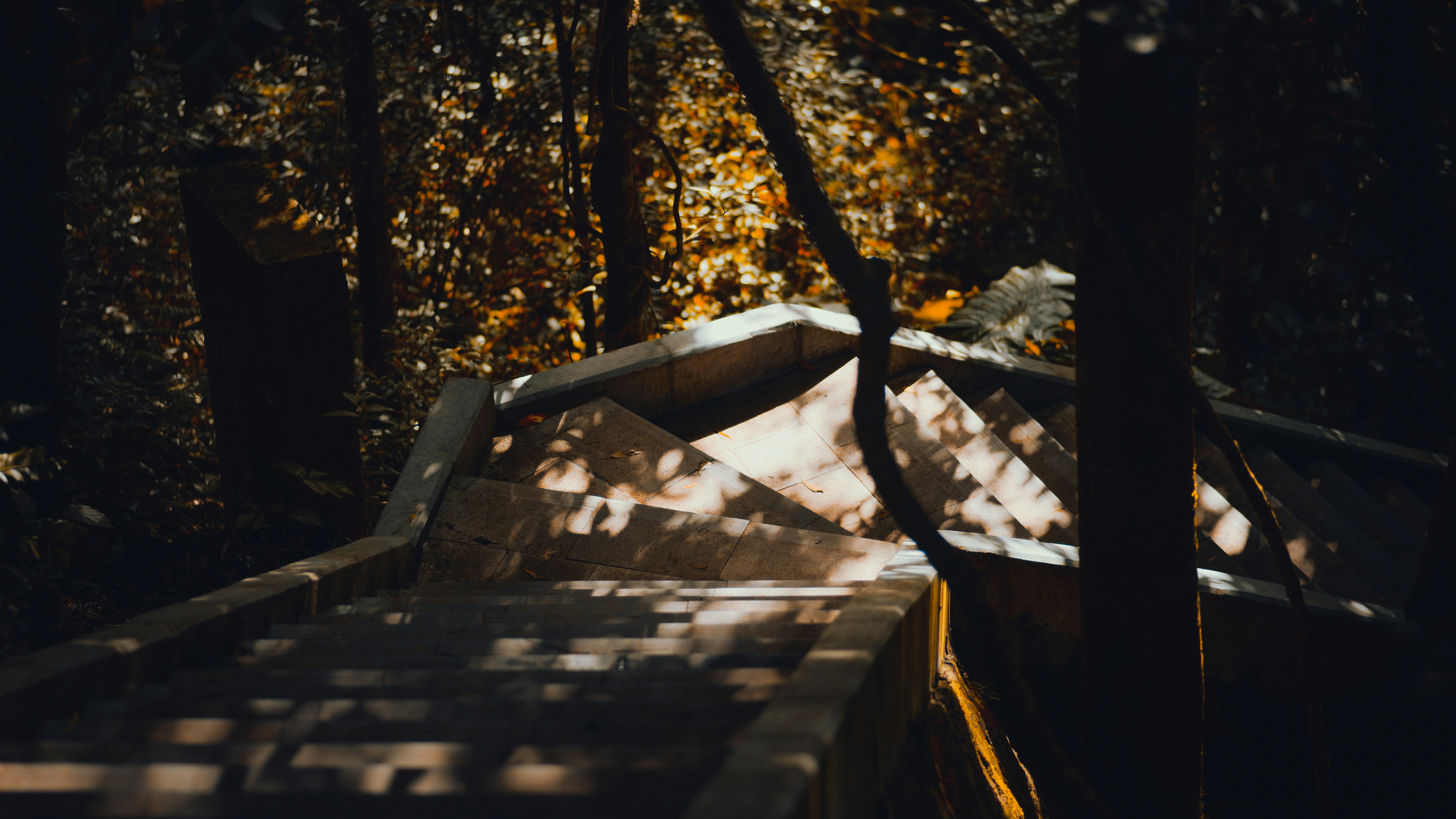 Whispering Walkway: Sunlit Steps Through a Shadowed Autumn Forest