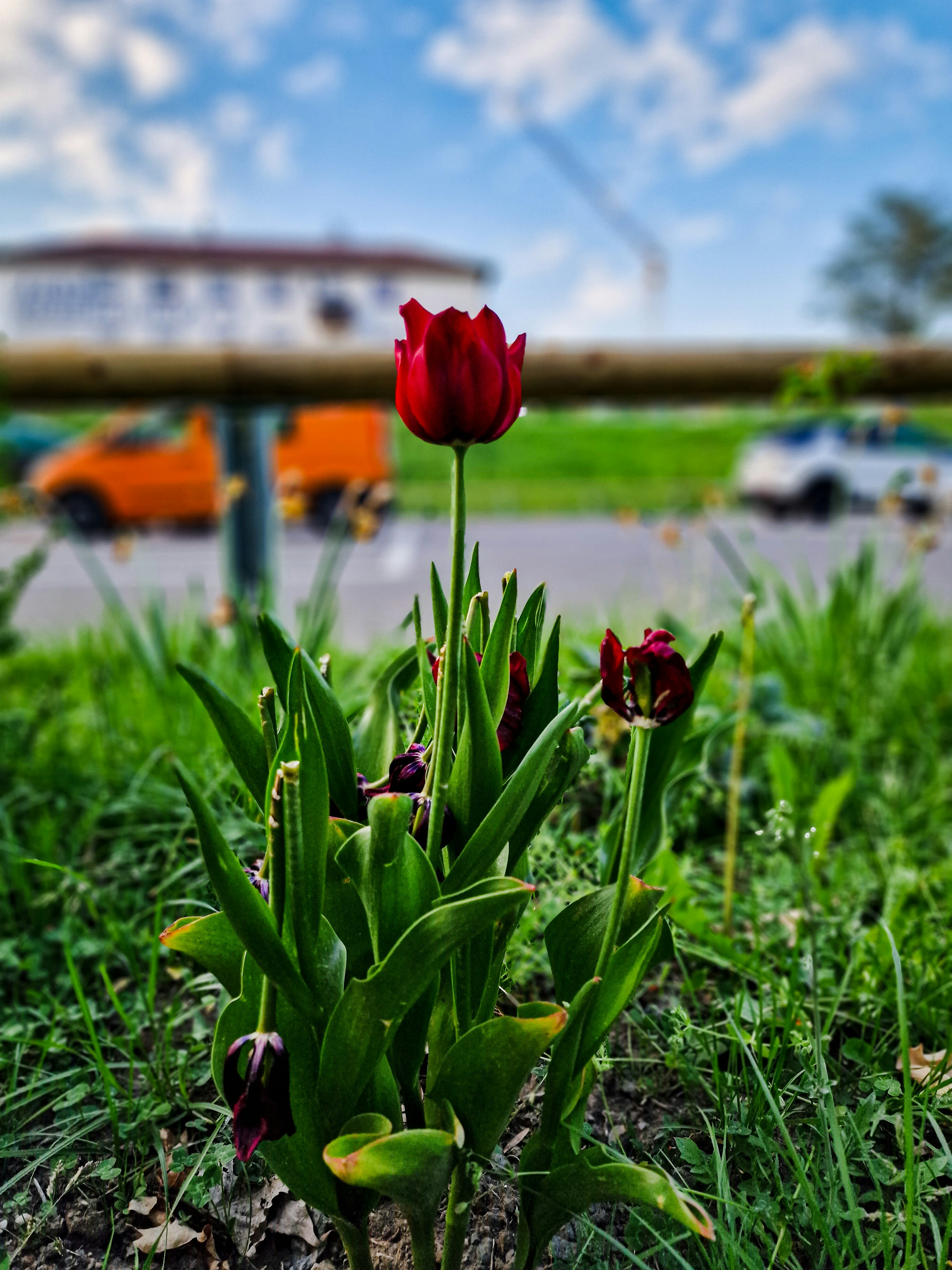 Crimson Tulip in Focus, City Blur in the Background