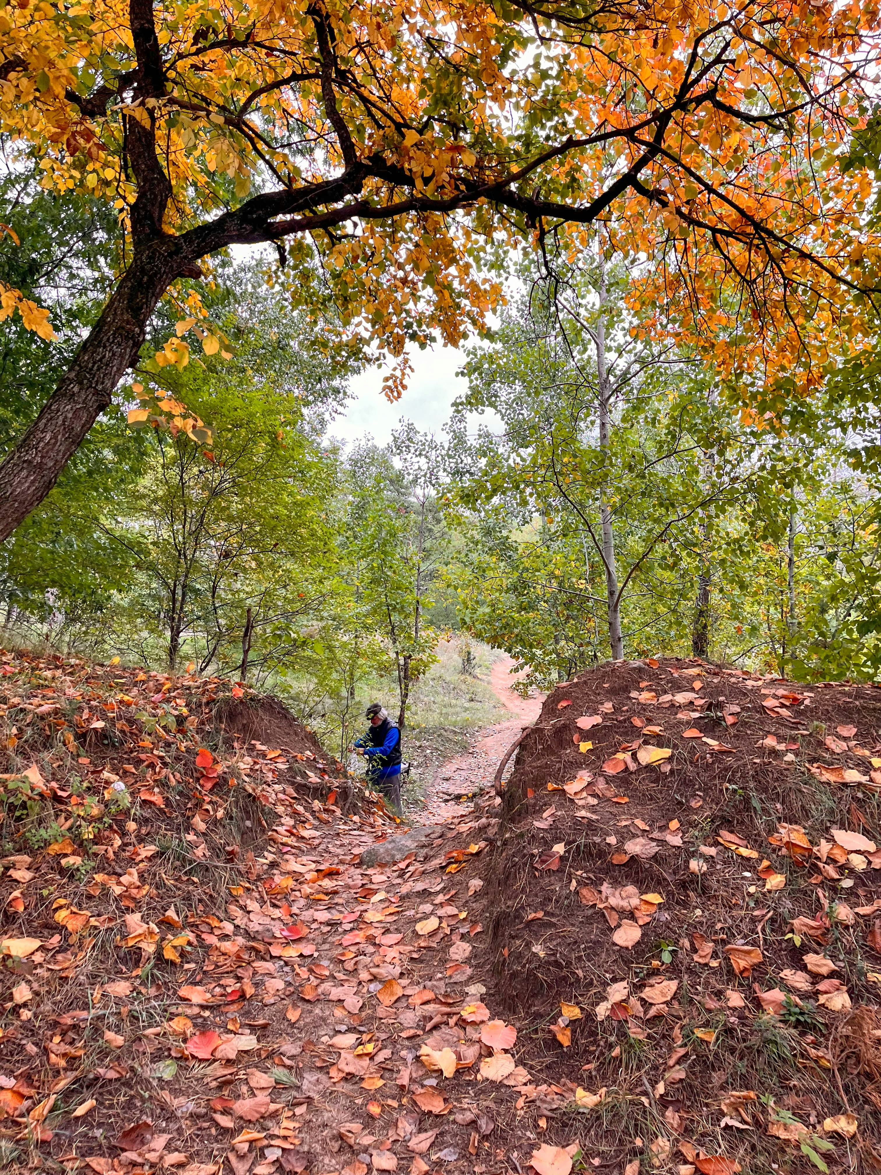 
Early autumn. An old man plucks wild rose berries in the forest .