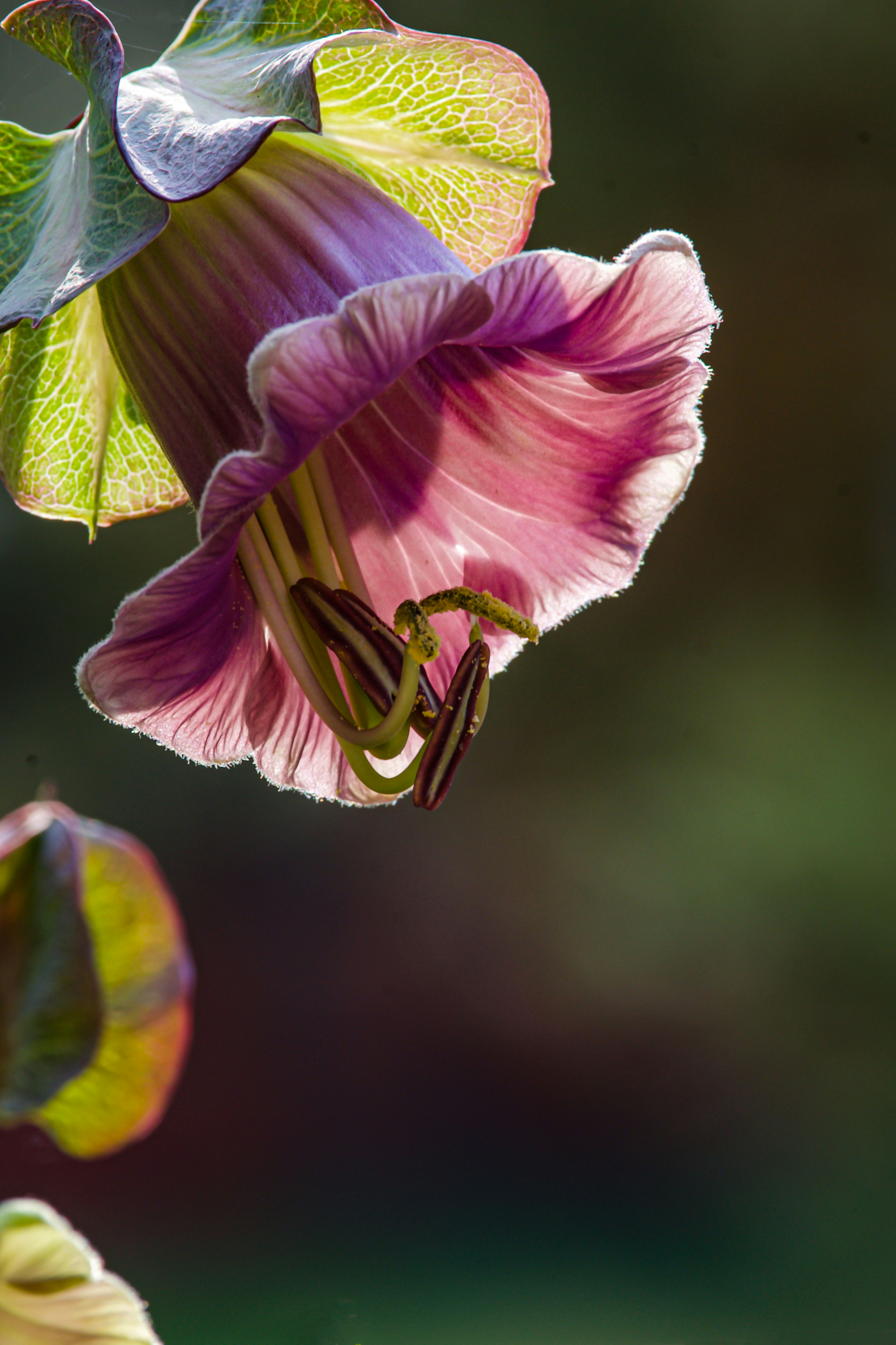 Petaled Spotlight: Pink Tulip Reaching into Light
