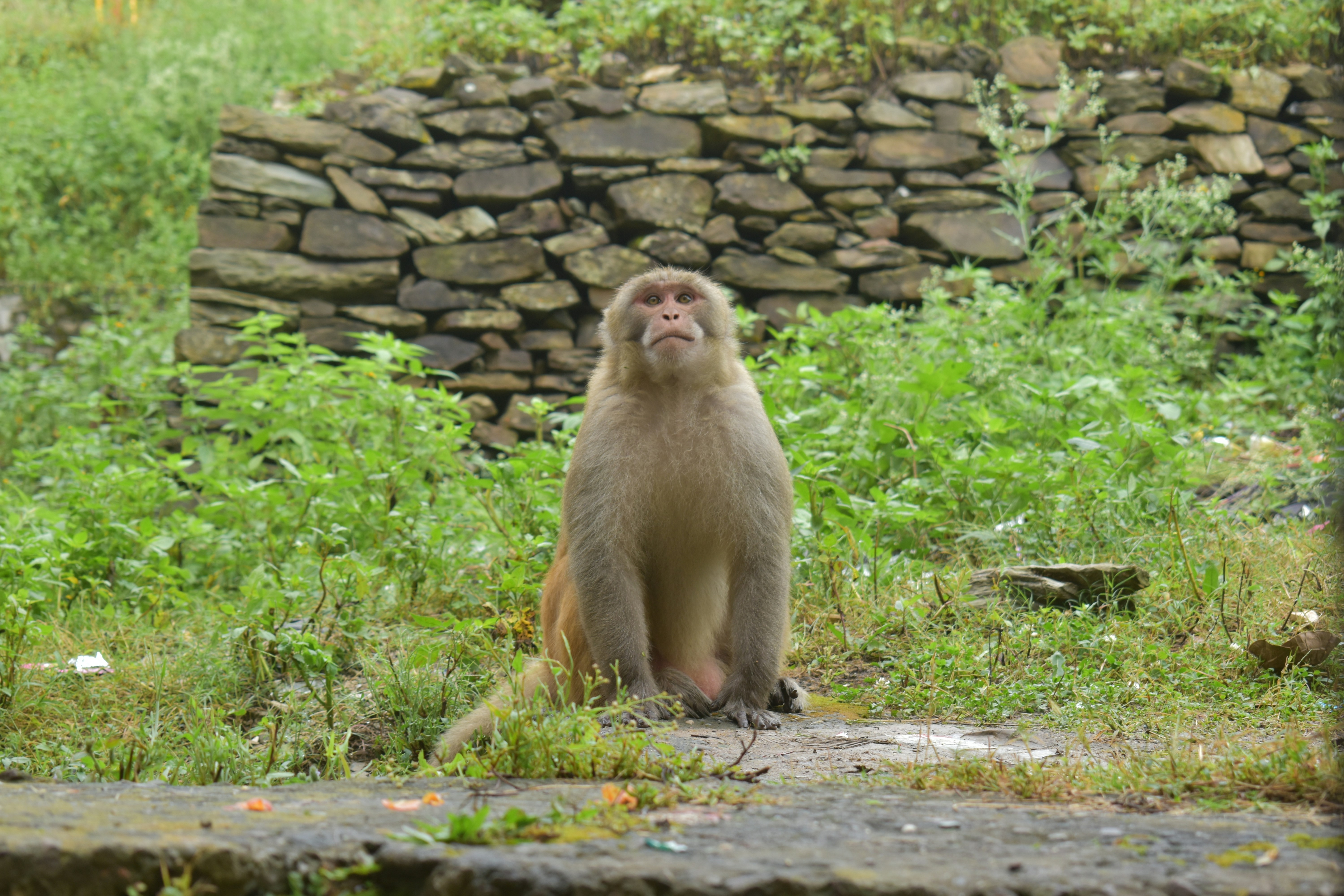 a monkey sitting on a ledge