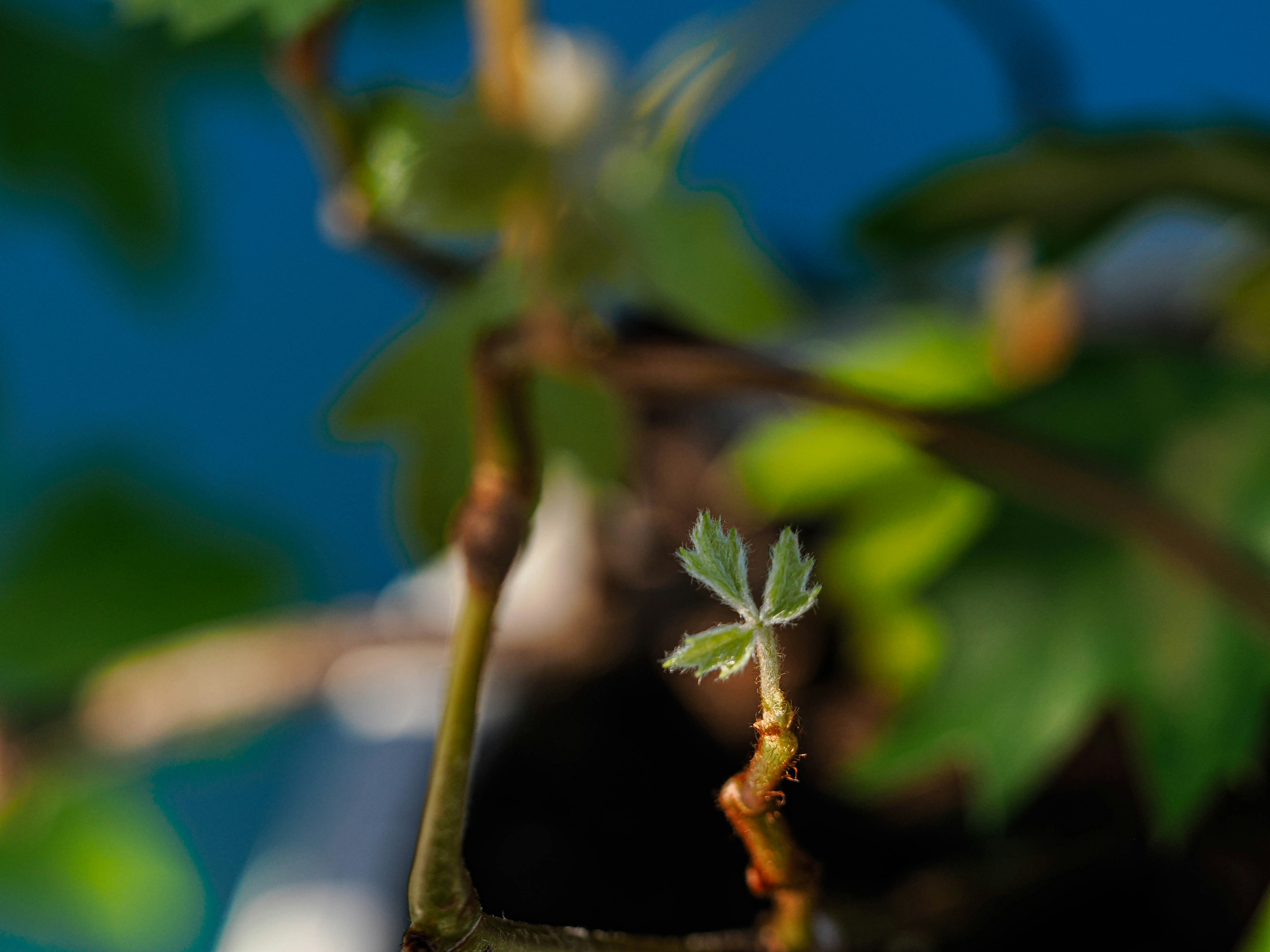 Tiny Sprout in Focus: A Delicate Leaf Against a Blur of Green