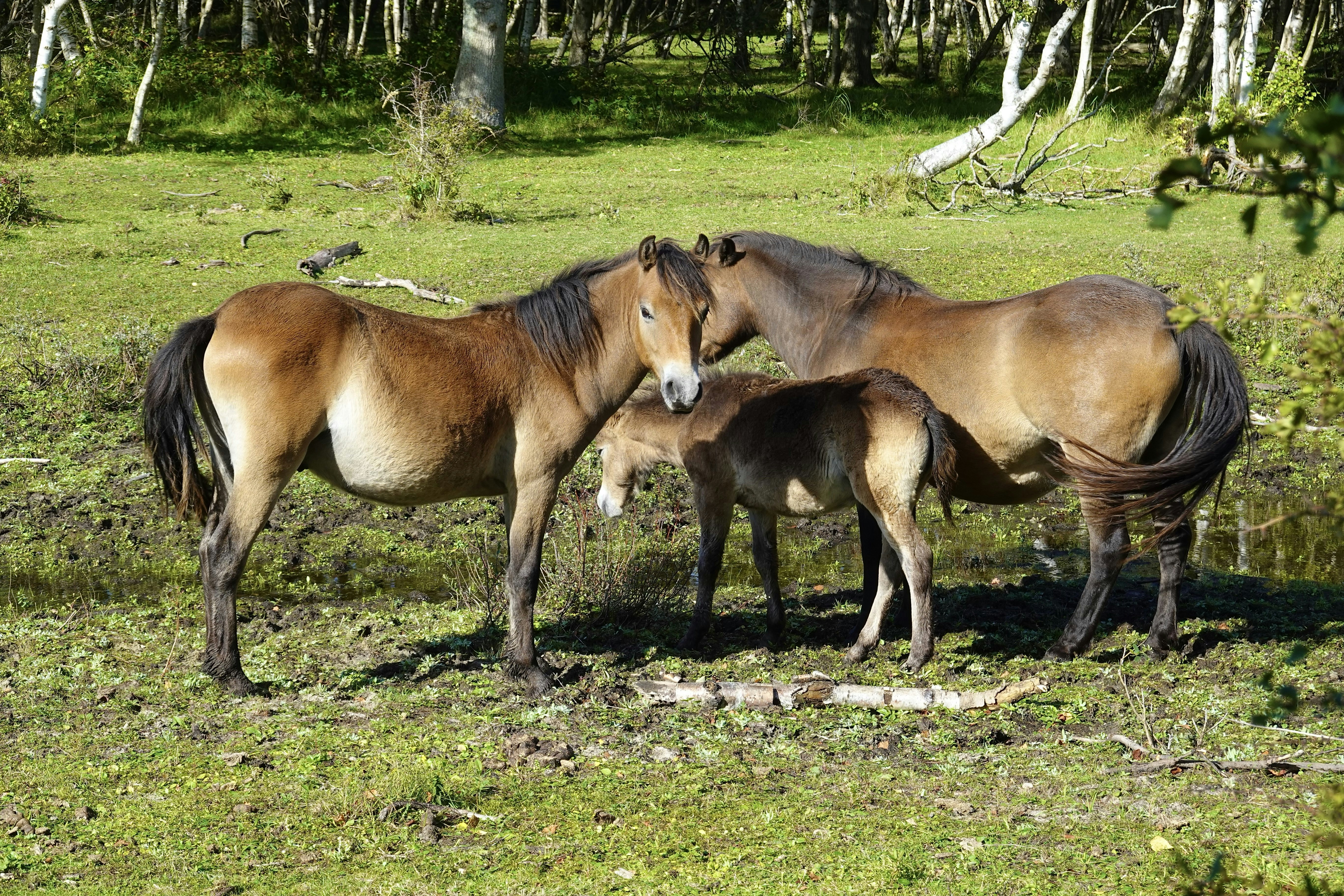 A group of horses stand in a grassy field photo – Free Exmoor pony ...