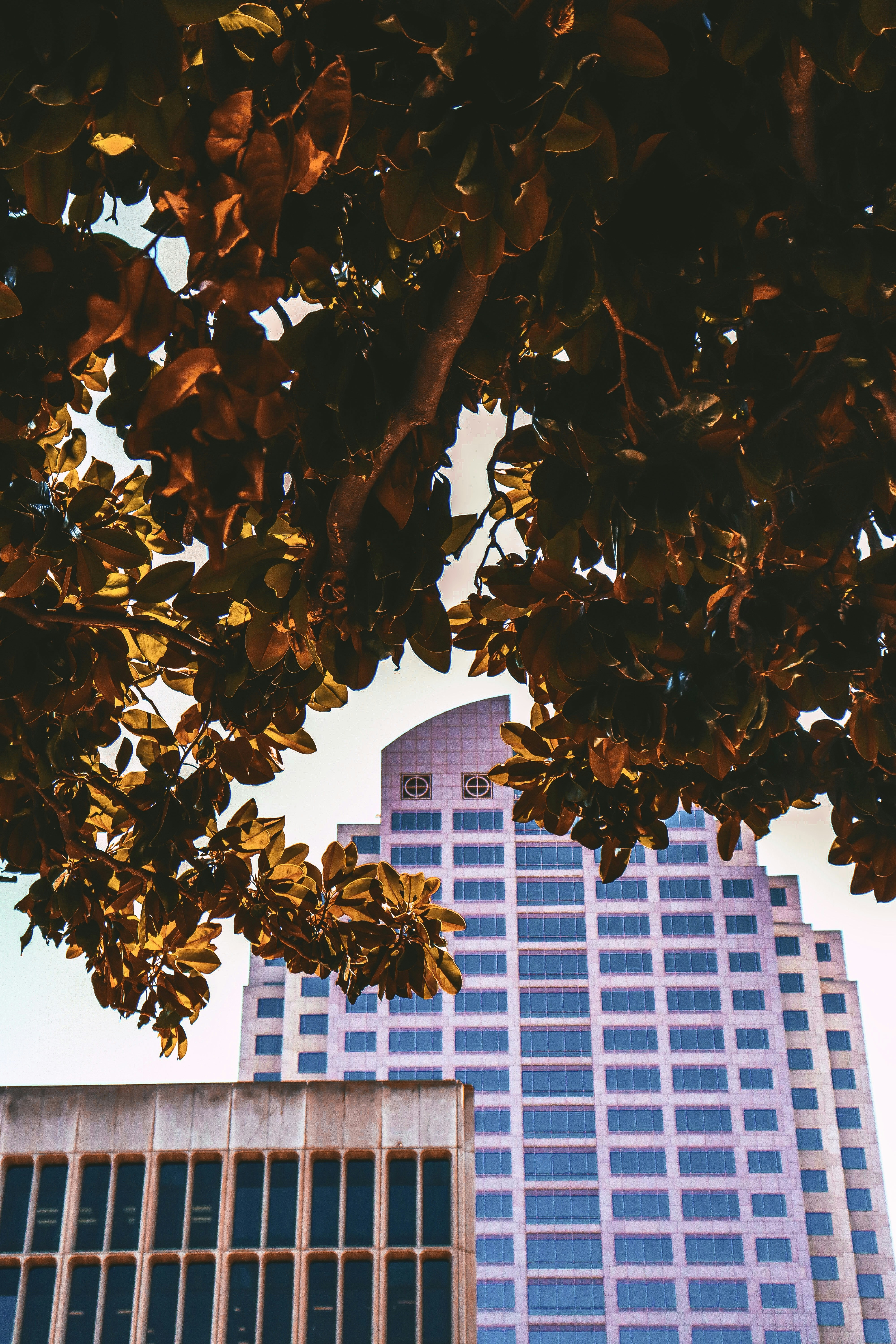 A tree with a building in the background photo – Free Office building ...