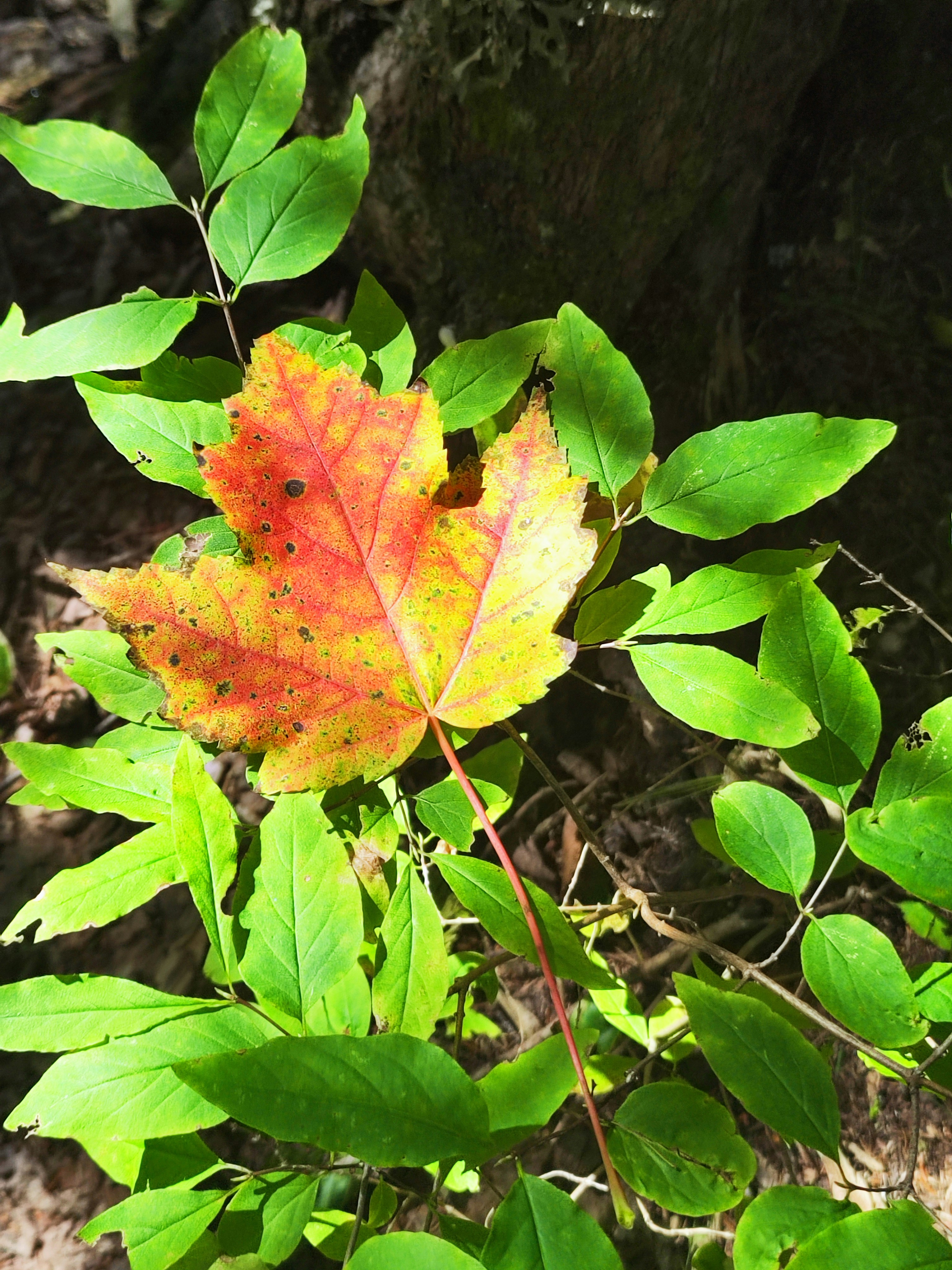 Close-up photograph of a solitary orange autumn leaf resting among bright green foliage, highlighting color contrast and leaf texture.