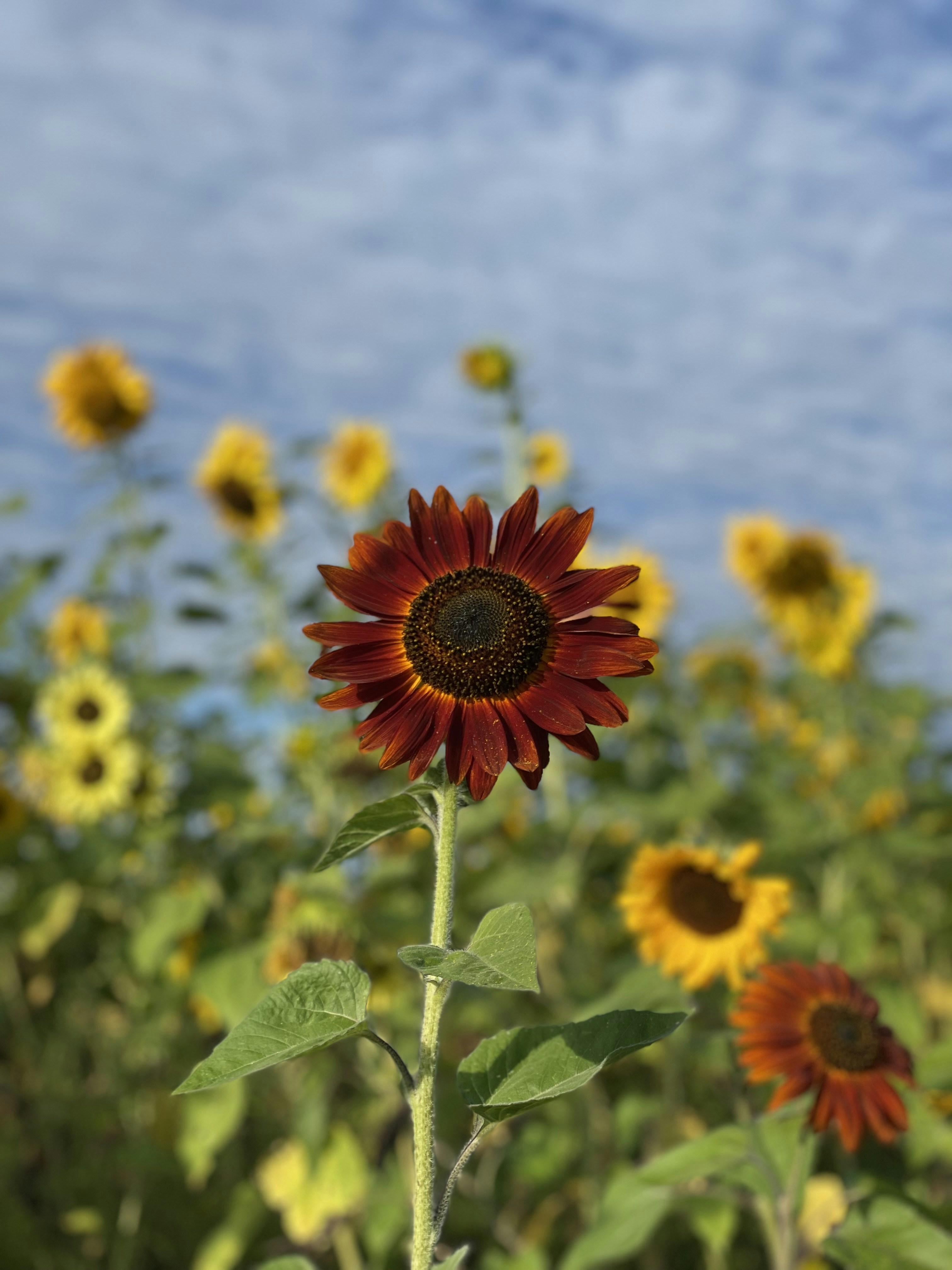 A group of sunflowers photo – Free Flower Image on Unsplash