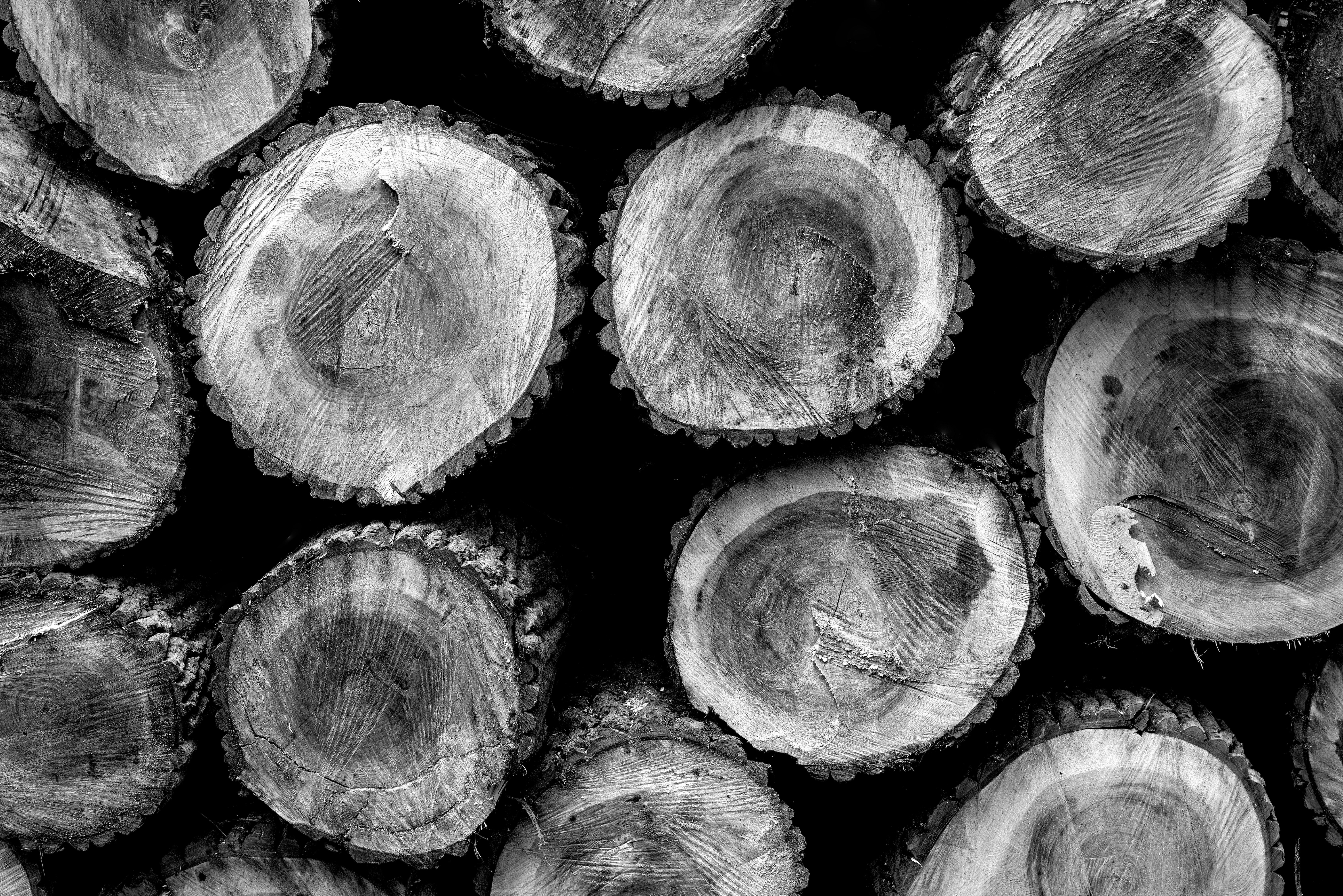 End Grain in Monochrome: A Quiet Stack of Timber Rings