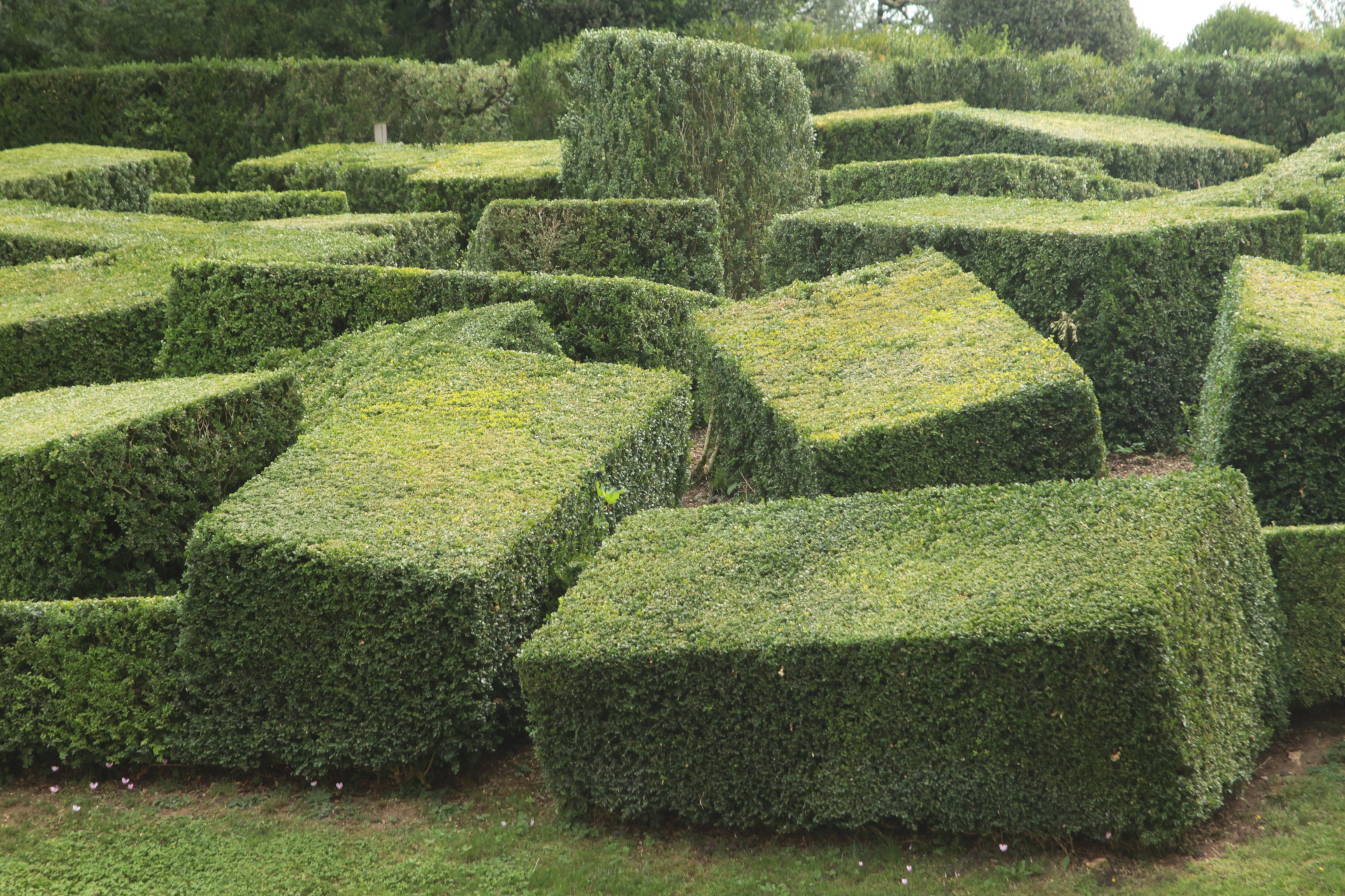 A large hedge maze photo – Free Yellow Image on Unsplash