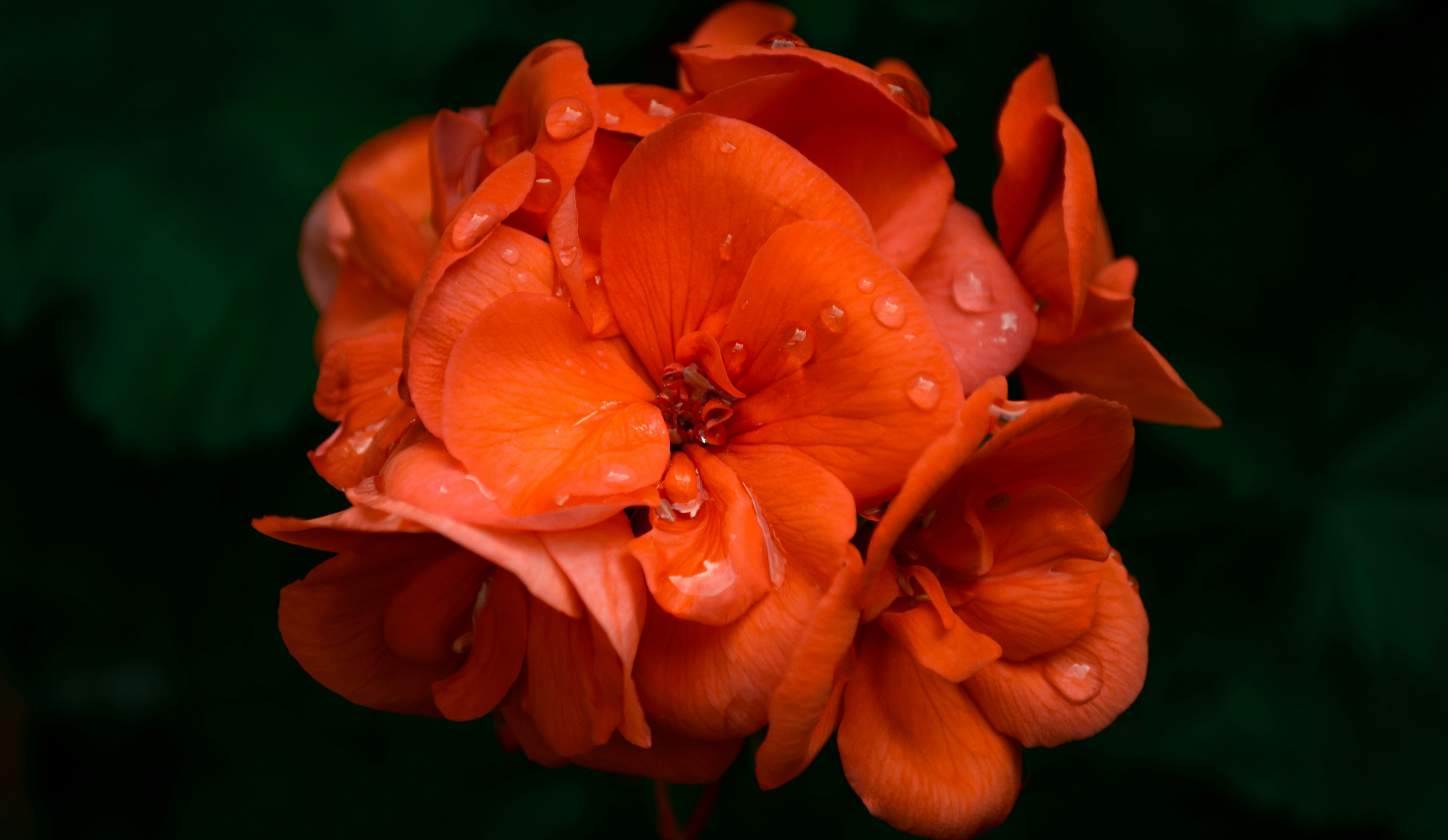 Petal Fire: An Orange Blossom in Quiet Focus