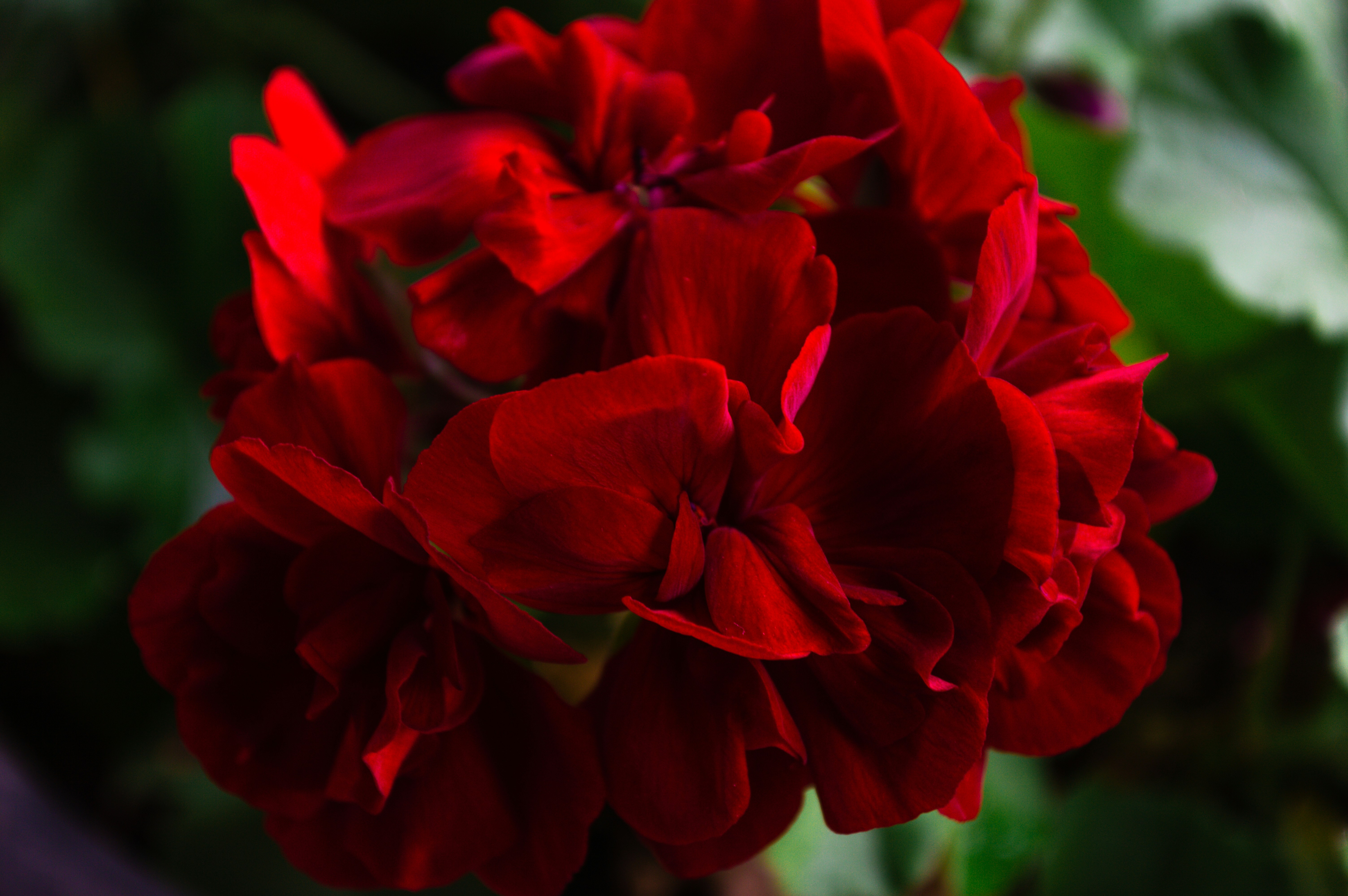 Red Geraniums Close Up