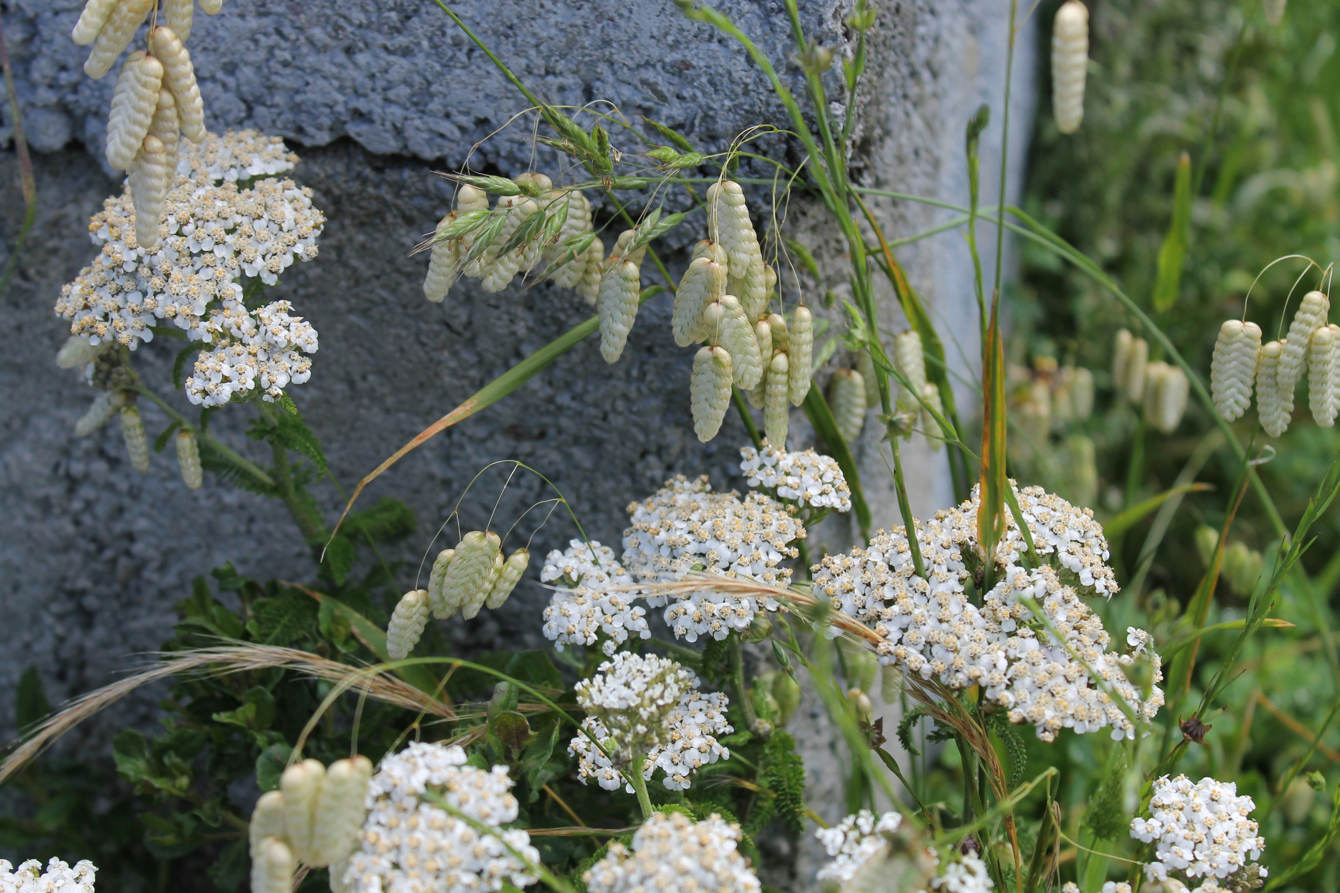Rattlesnake grass and Queen Anne's Lace
