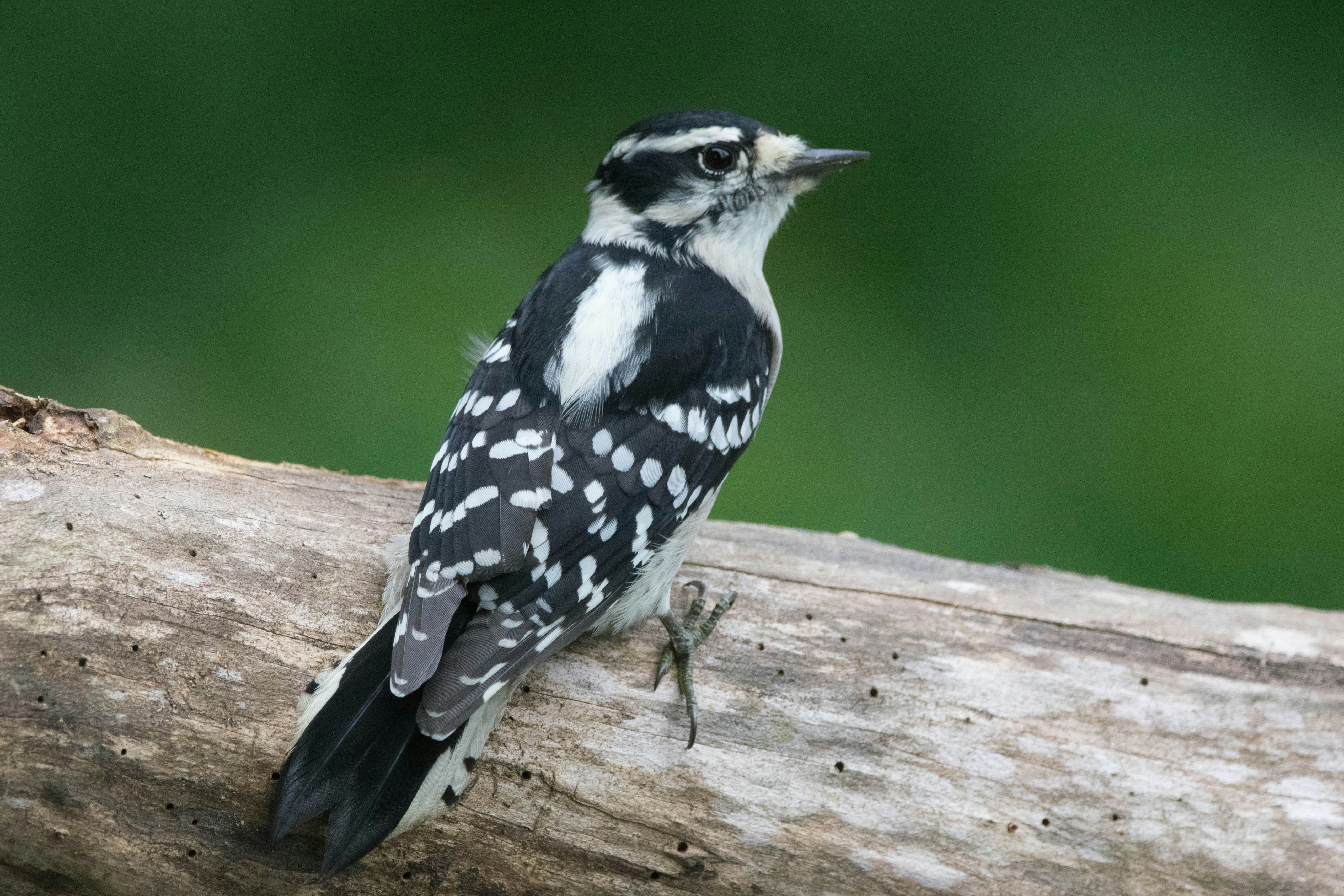 A bird on a log photo – Free Usa Image on Unsplash