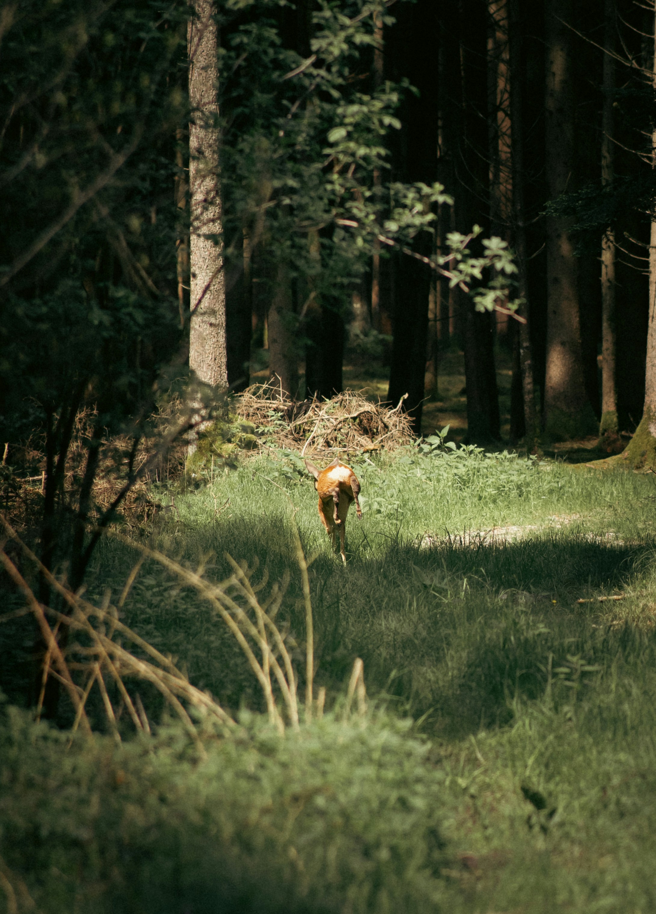 Photo by Zlatko Ivankovic with Sony Alpha 7R II