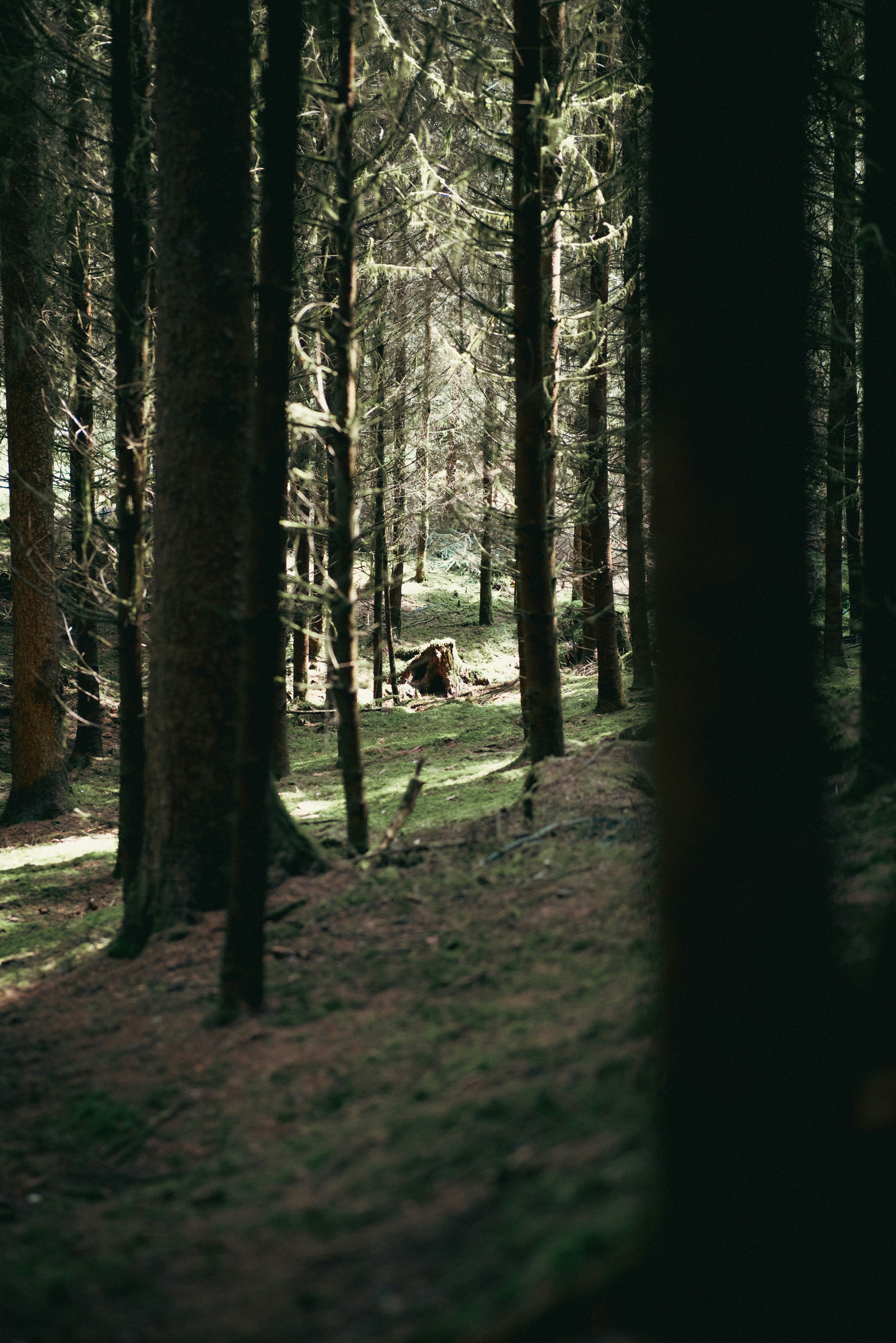 Photo by Zlatko Ivankovic with Sony Alpha 7R II