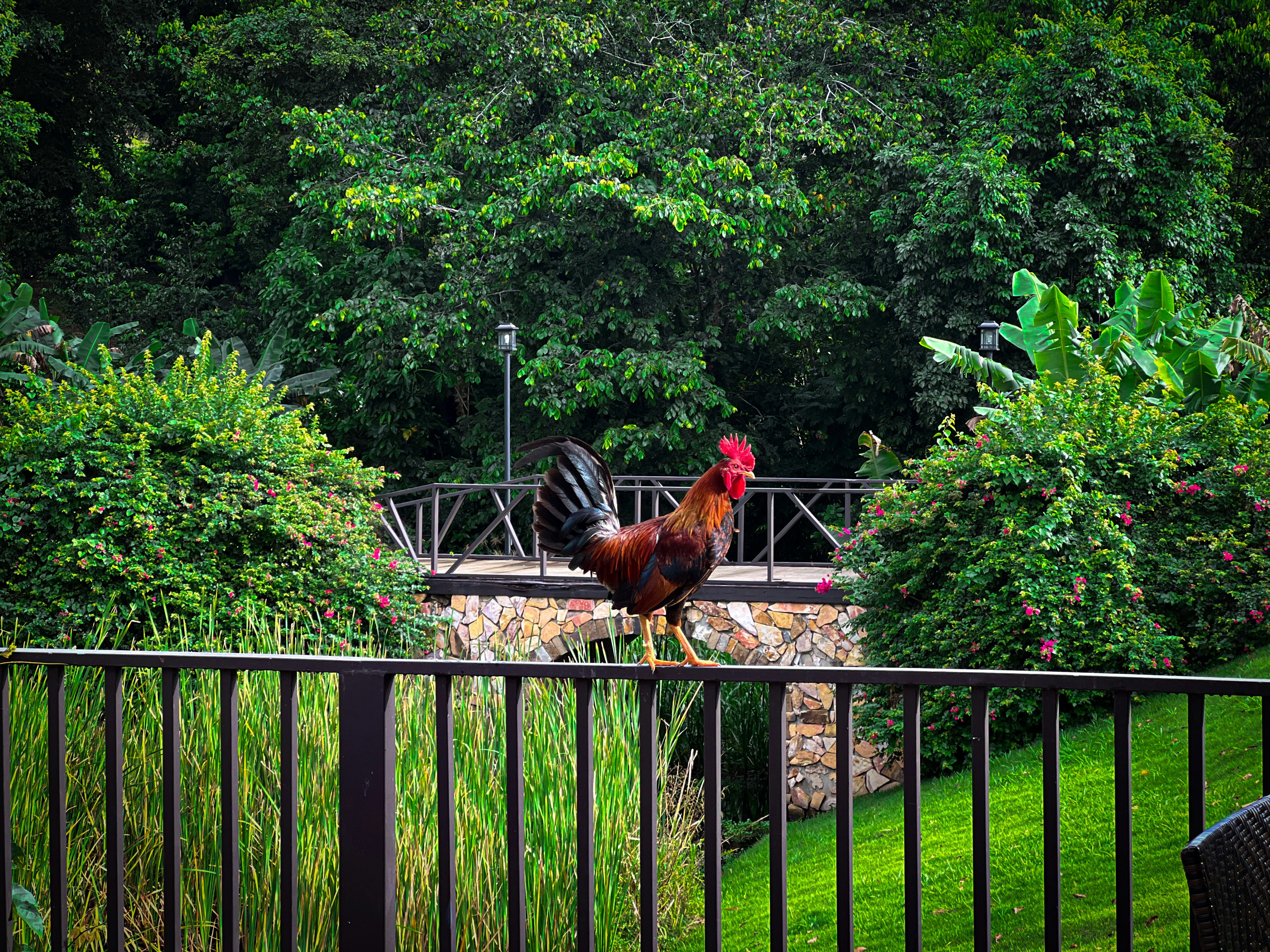 Rooster's Perch Amidst Verdant Serenity