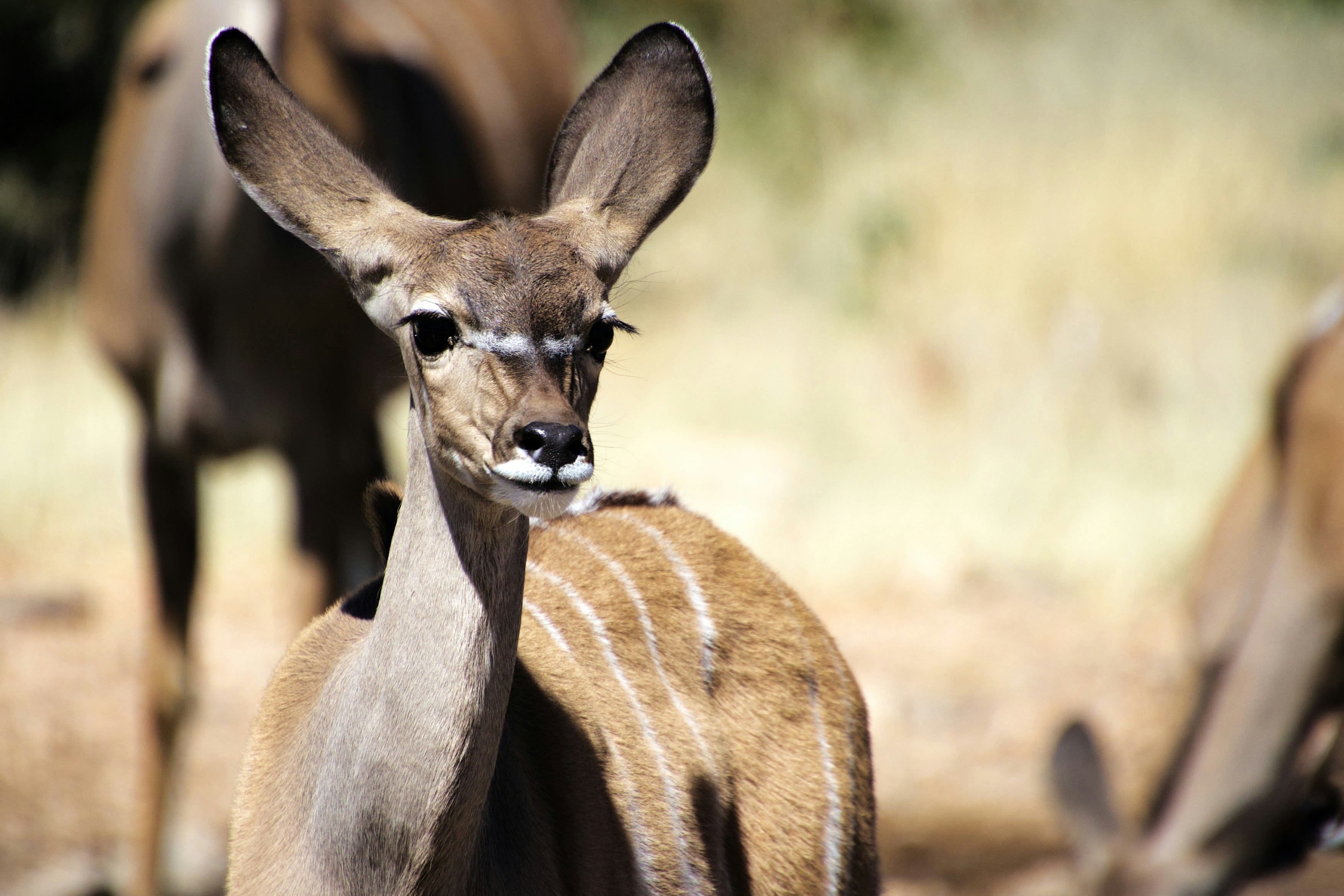 A deer with a baby deer photo – Free Namibia Image on Unsplash