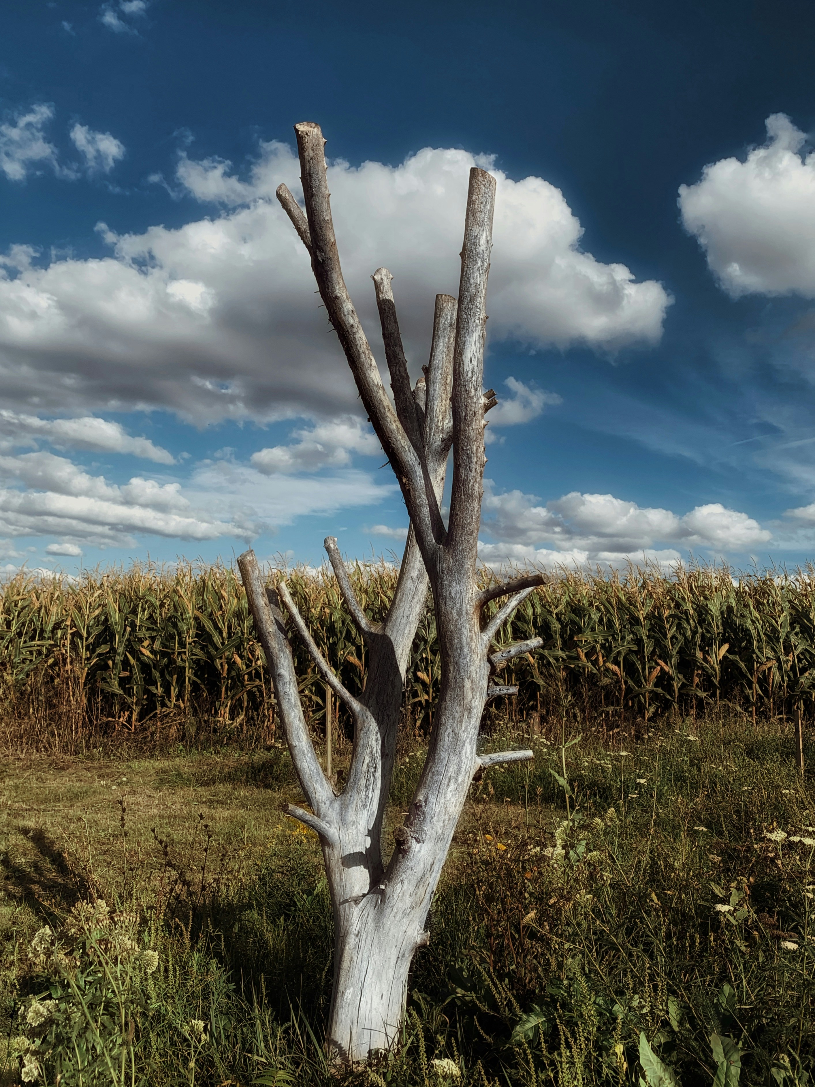 Lone bleached tree sentinel over a golden cornfield under a wide blue sky