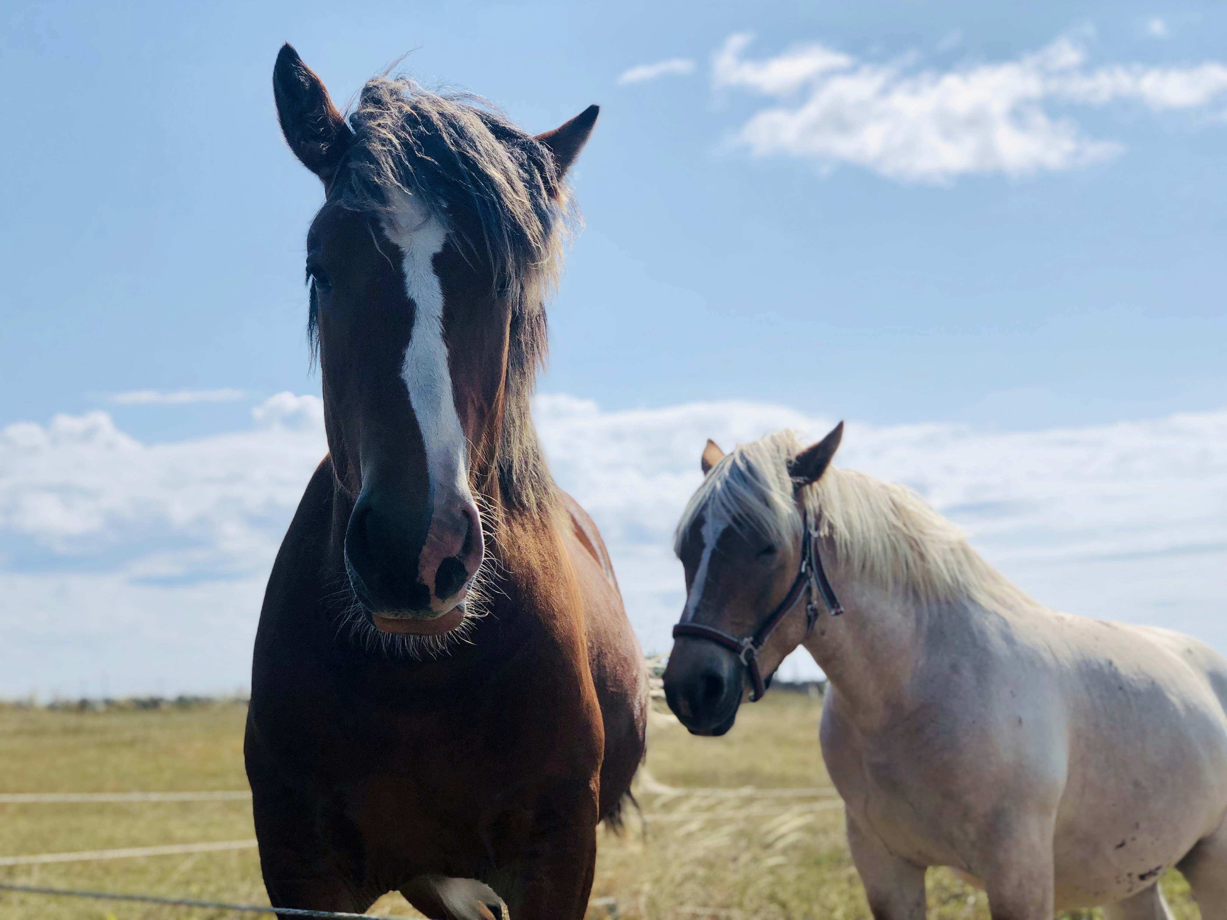 Companions in the Open: A Chestnut and a Palomino in Quiet Pasture