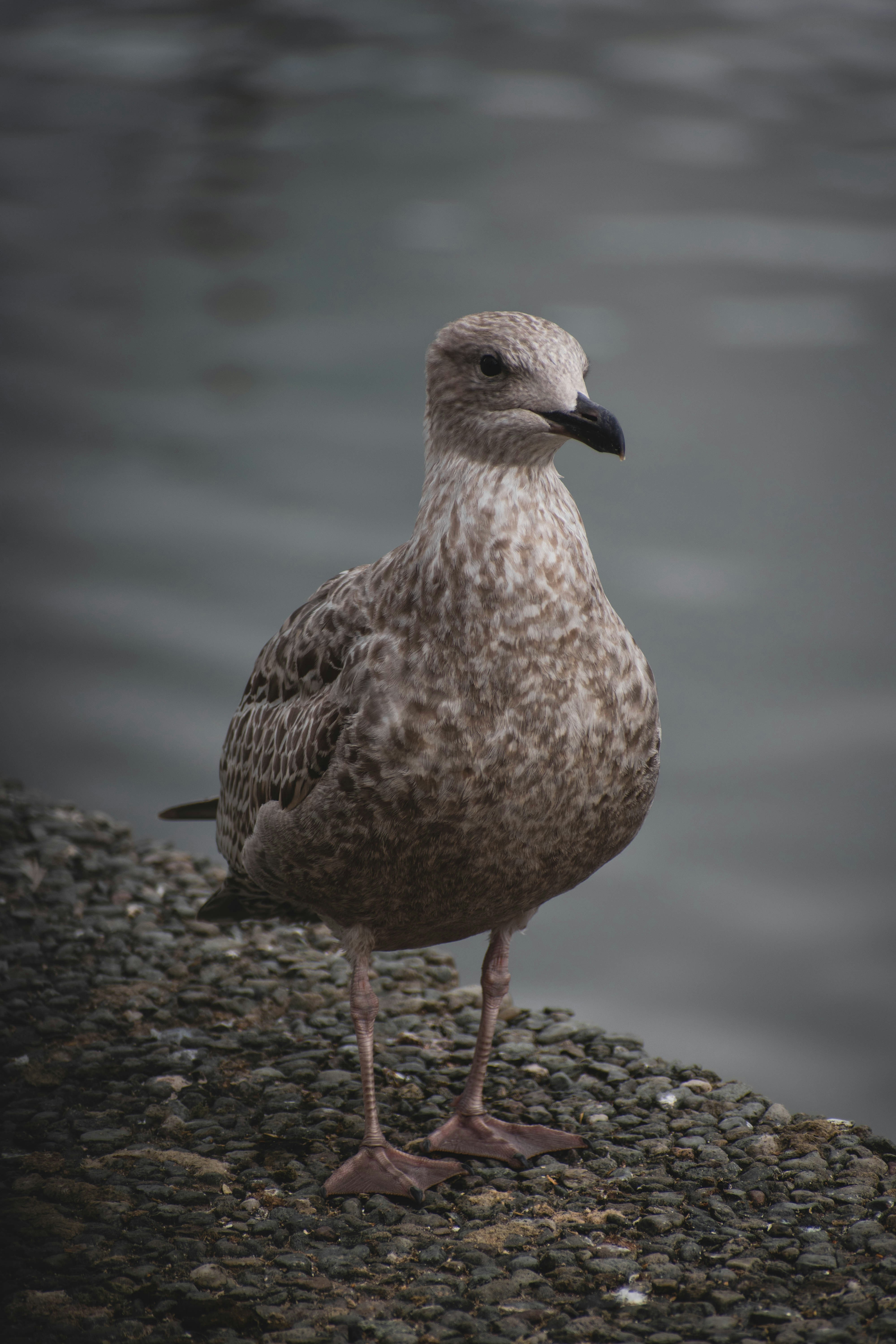 Stone-edge sentinel: a mottled gull at the water's edge