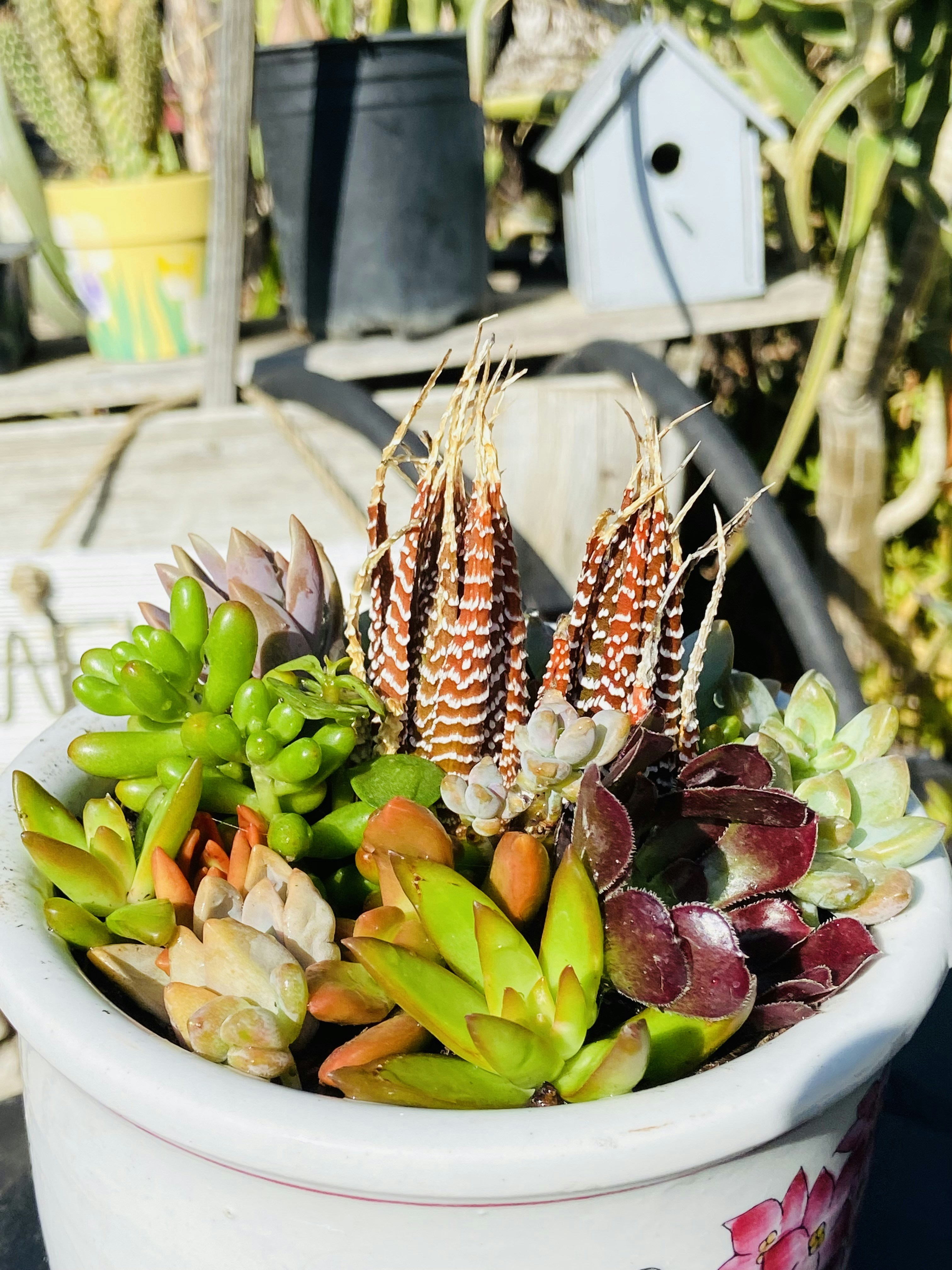 Succulent Symphony in a Sunlit Pot