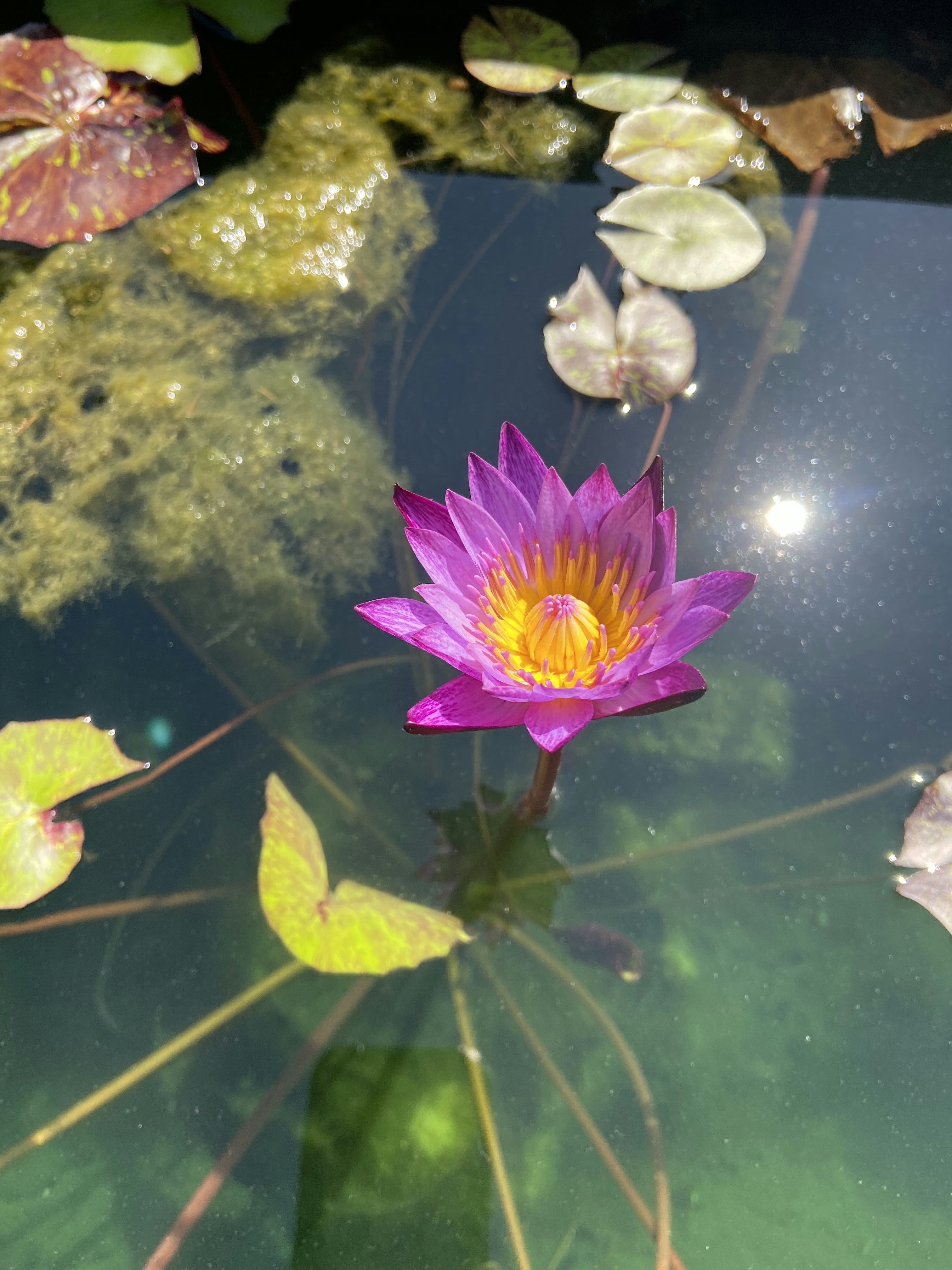 Magenta Water Lily Emerges Over a Sunlit Glassy Pond