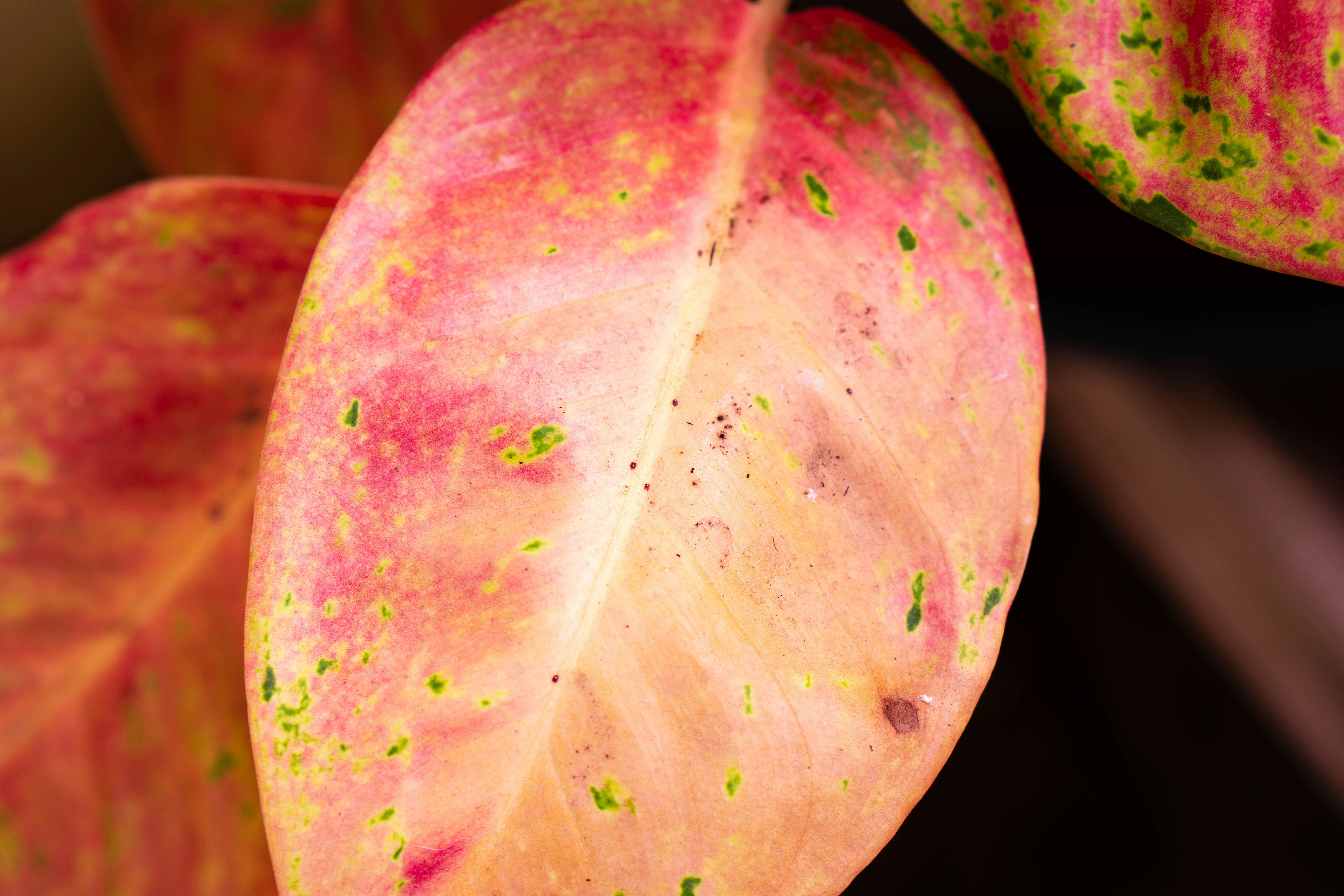 Macro photograph of a pink-orange leaf speckled with green, set against a dark background, highlighting color and surface texture.
