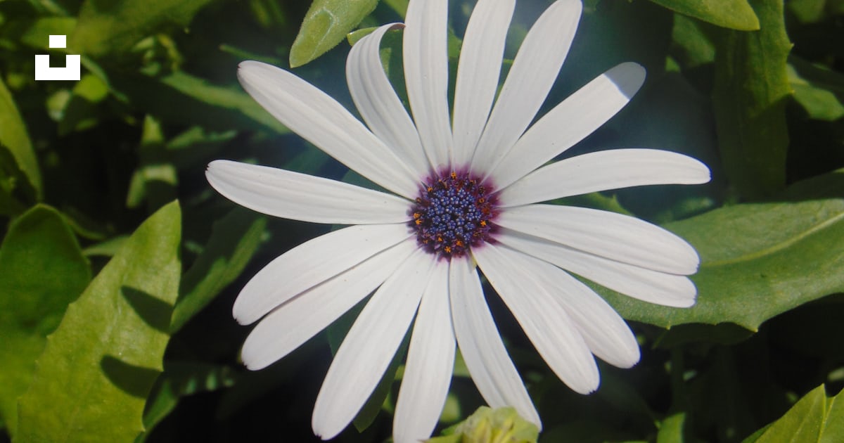 緑の葉に囲まれた紫色の中心を持つ白い花の写真 Unsplashの無料写真