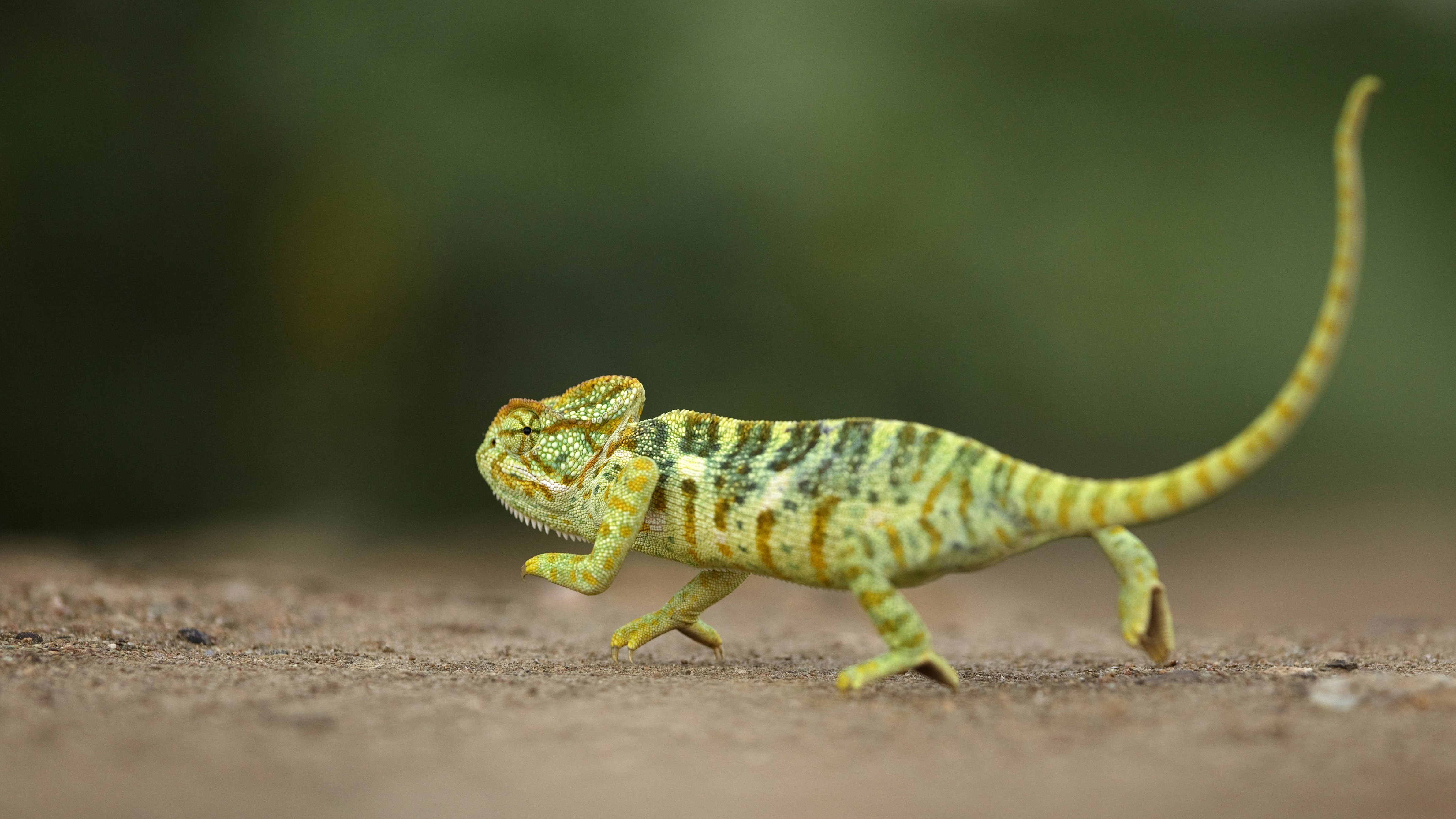 Chameleon walking....