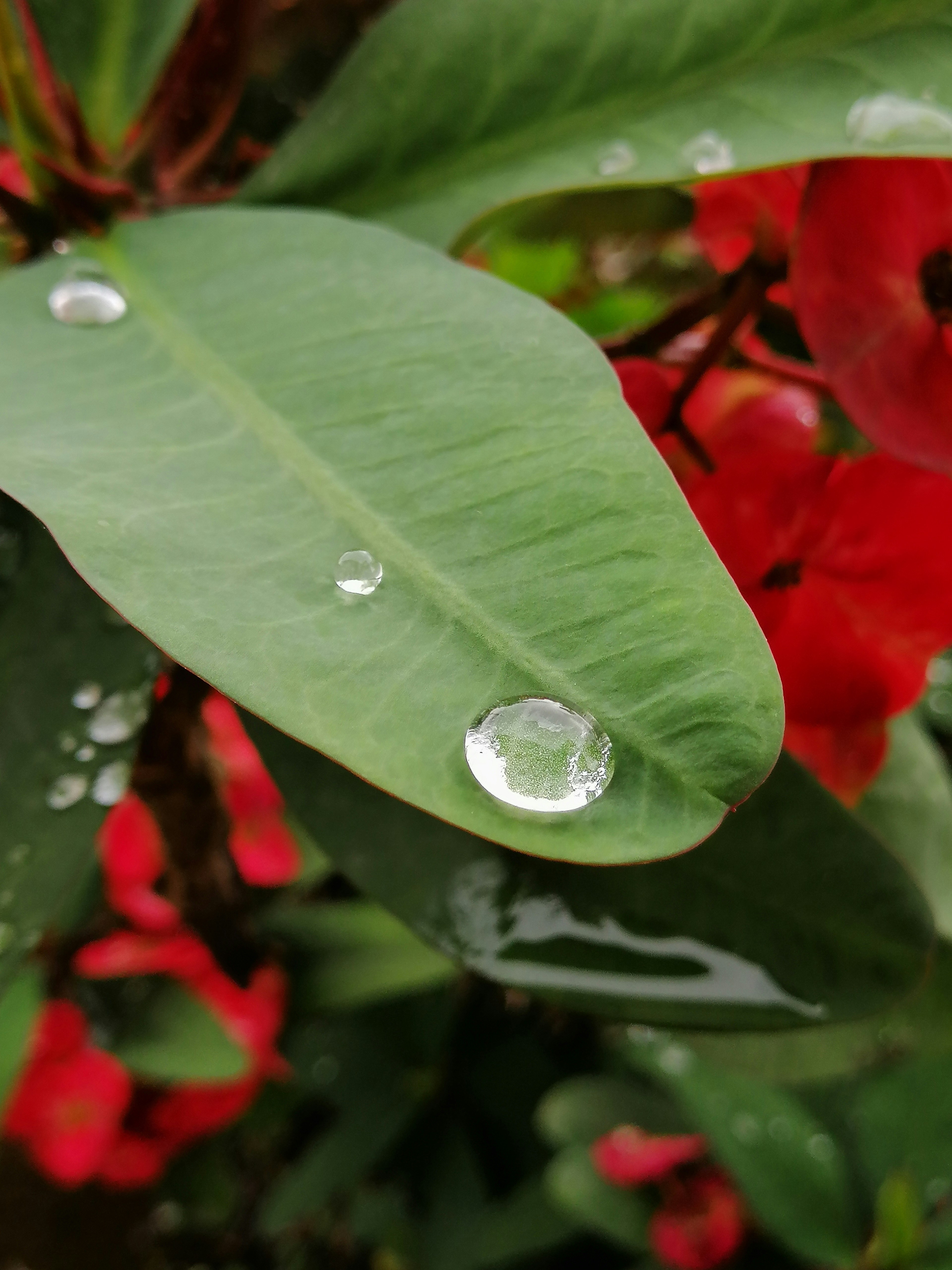 Dew-Cleared Leaf: Sphere of Light Resting on Vein